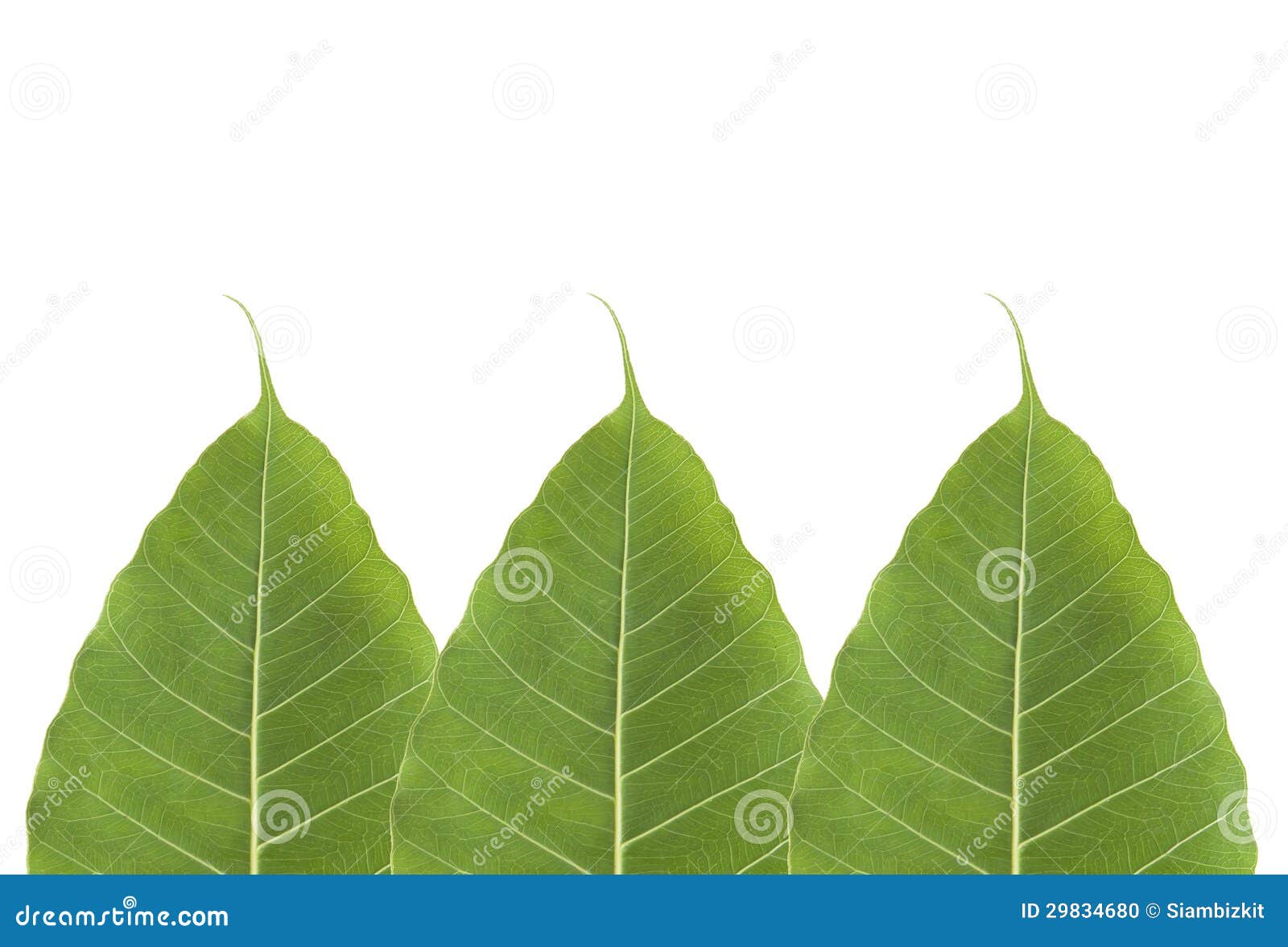 Green bo leaf stock photo. Image of bright, beauty, plant - 29834680