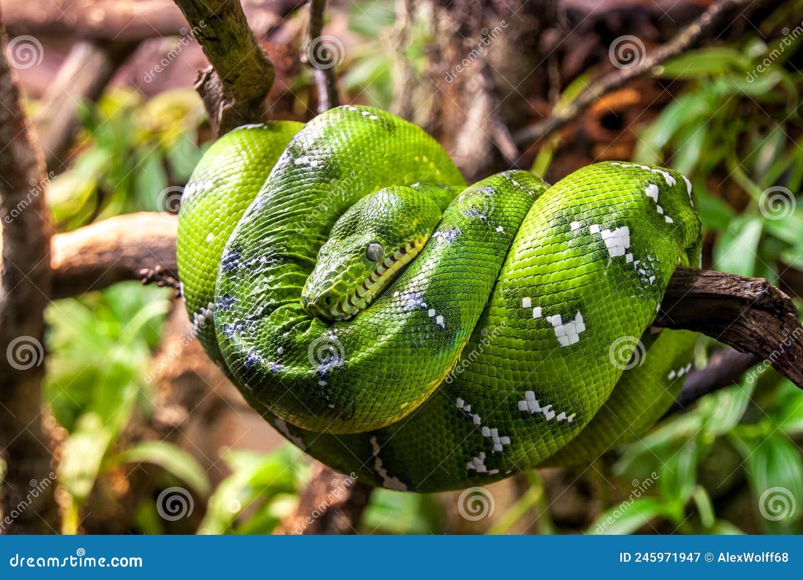 Green boa snake stock image. Image of sweden, rope, dangerous - 245971947