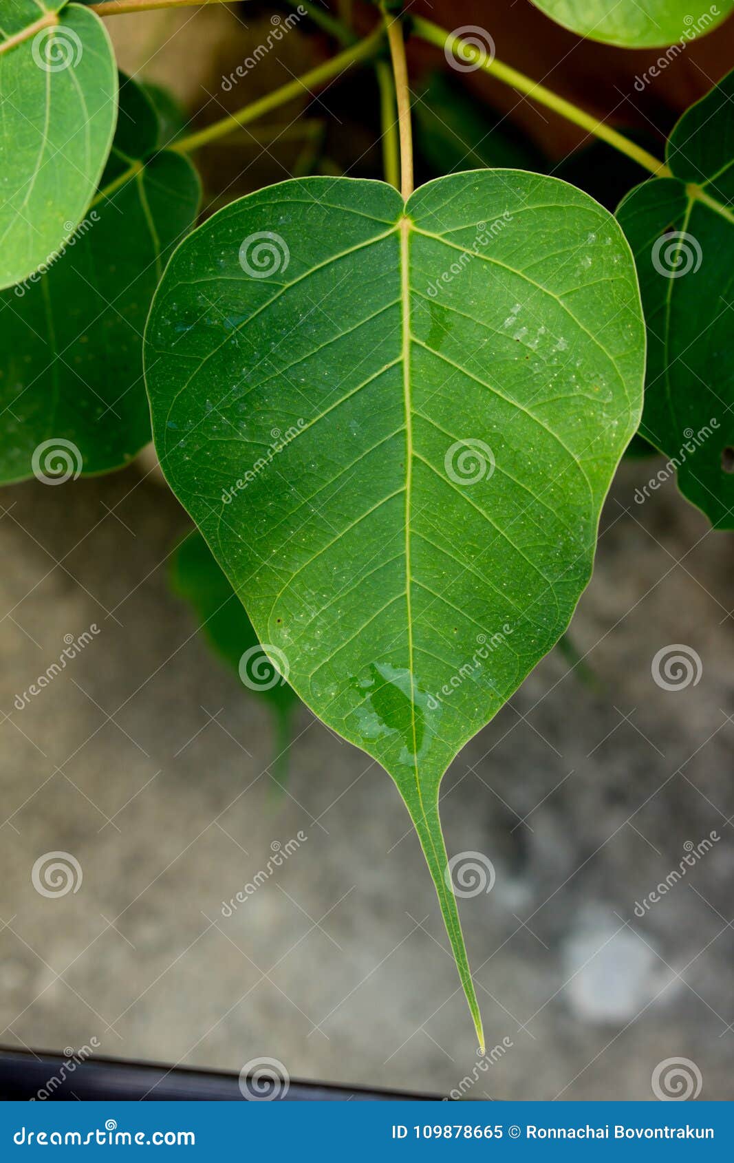 Green Bodhi Leaf Vein on the Tree Stock Image - Image of color, outdoor ...
