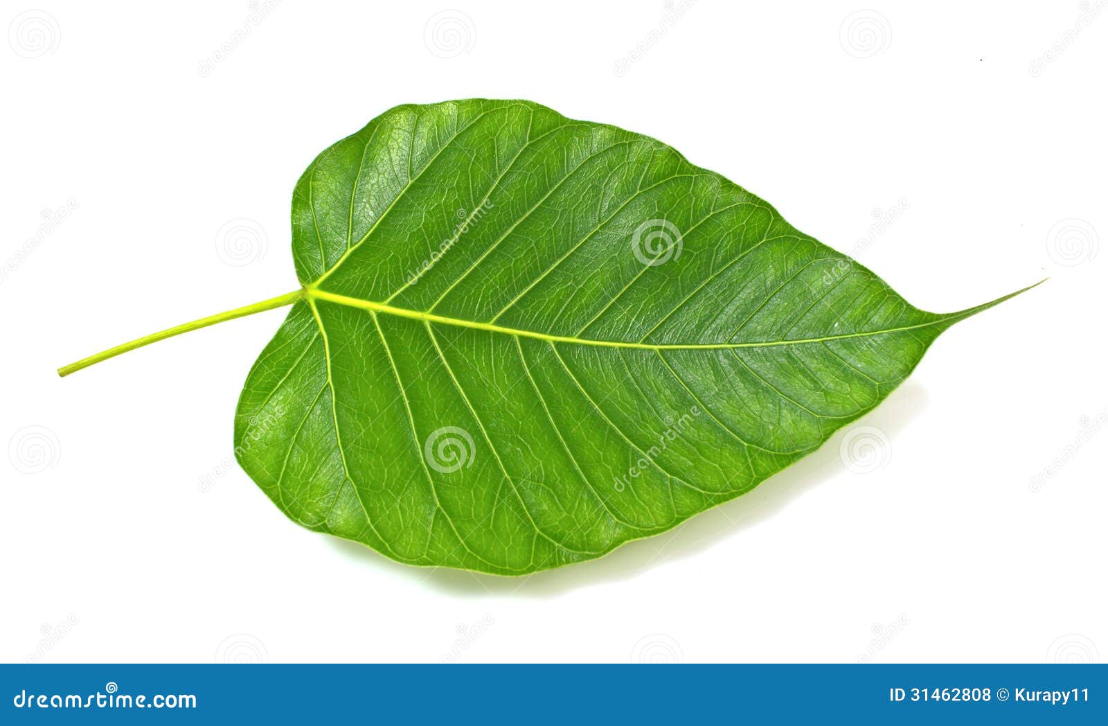 Green bodhi leaf vein stock photo. Image of spring, bodhi - 31462808