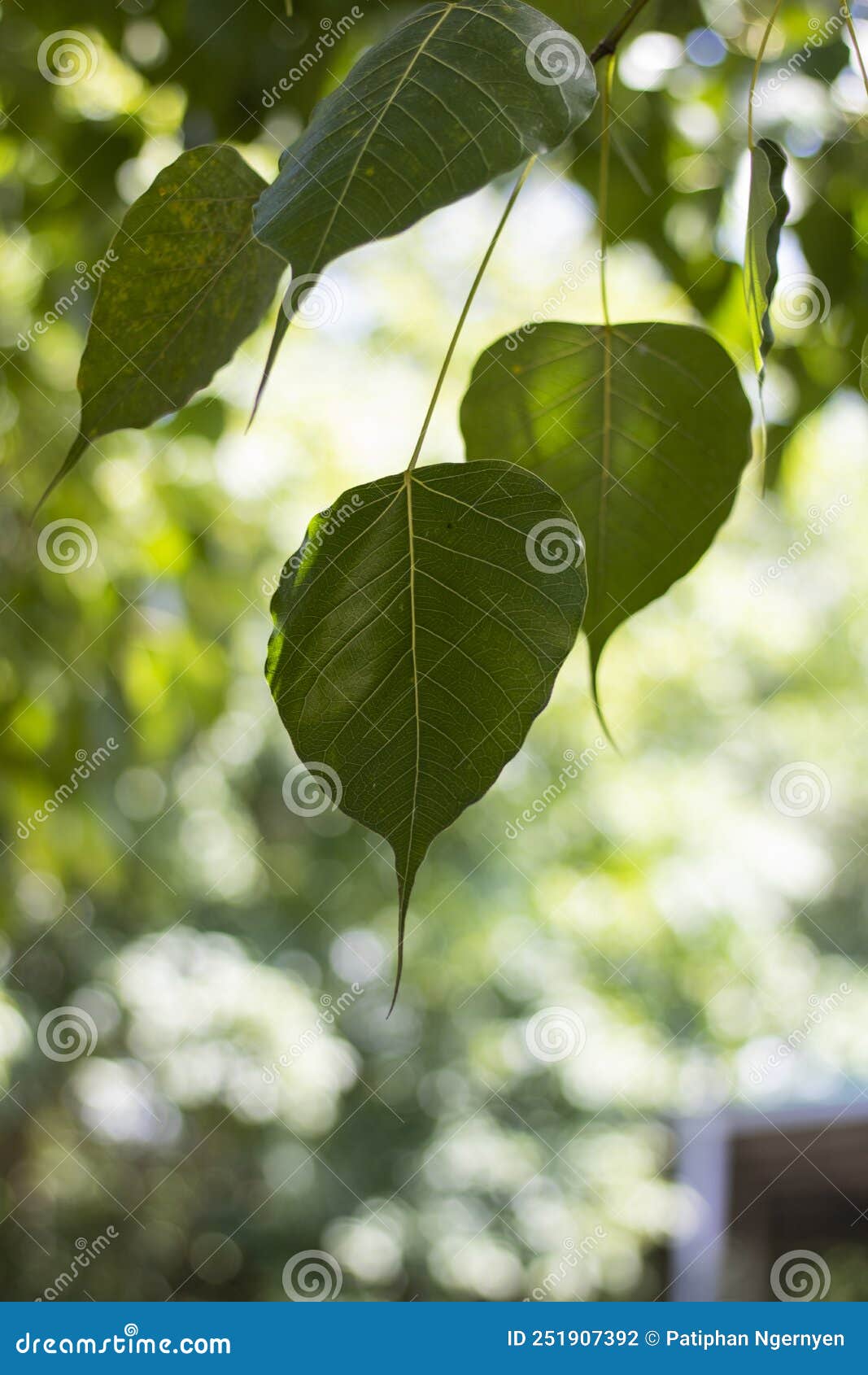 Green Bodhi Leaves or the Leaves of the Buddha Stock Photo - Image of ...