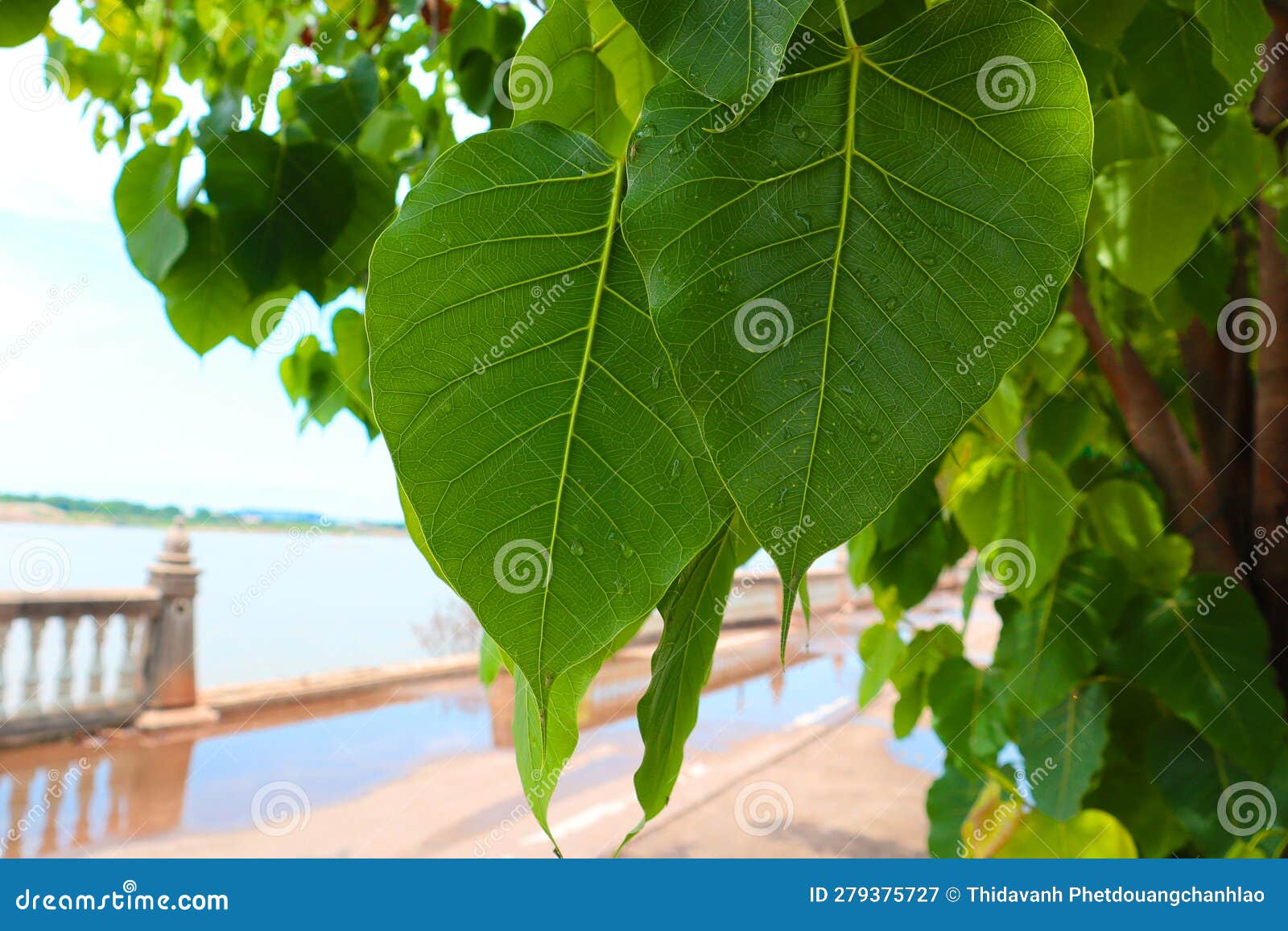 Green bodhi leaves. stock image. Image of beautiful - 279375727