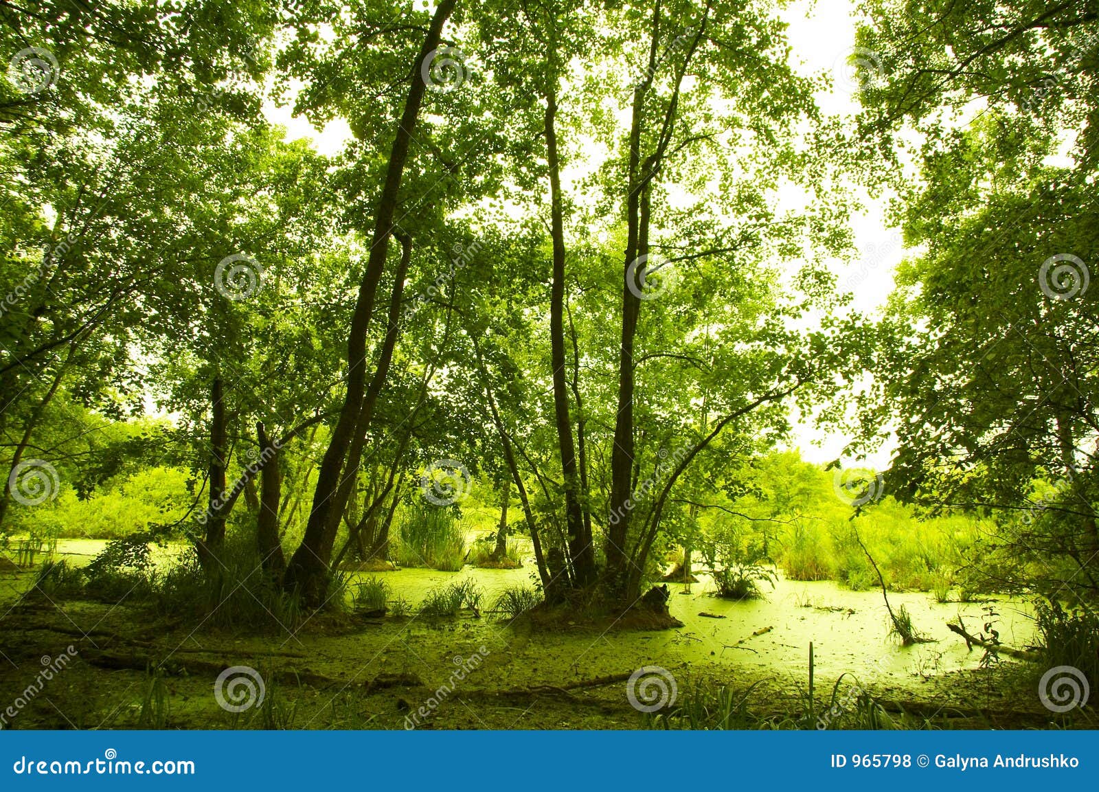 Green bog stock photo. Image of natural, landscape, colored - 965798
