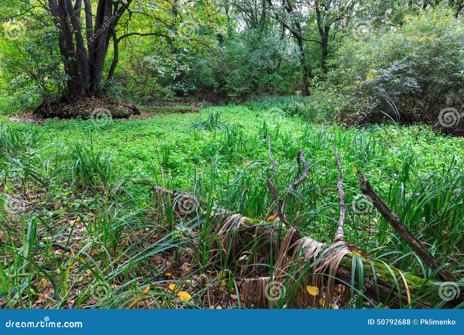 Green bog inforest stock photo. Image of summer, waste - 50792688