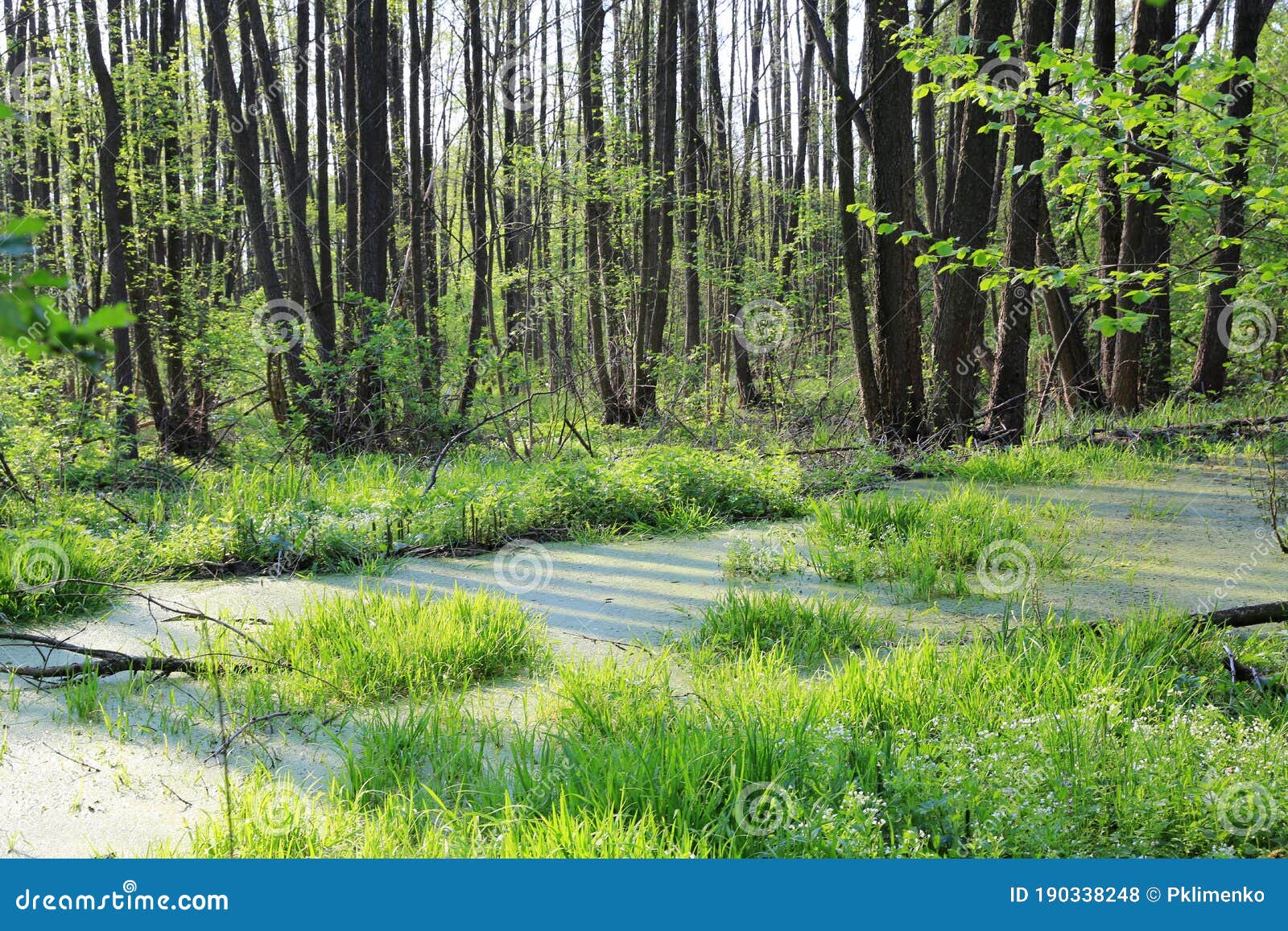 Green bog in wild forest stock photo. Image of environment - 190338248