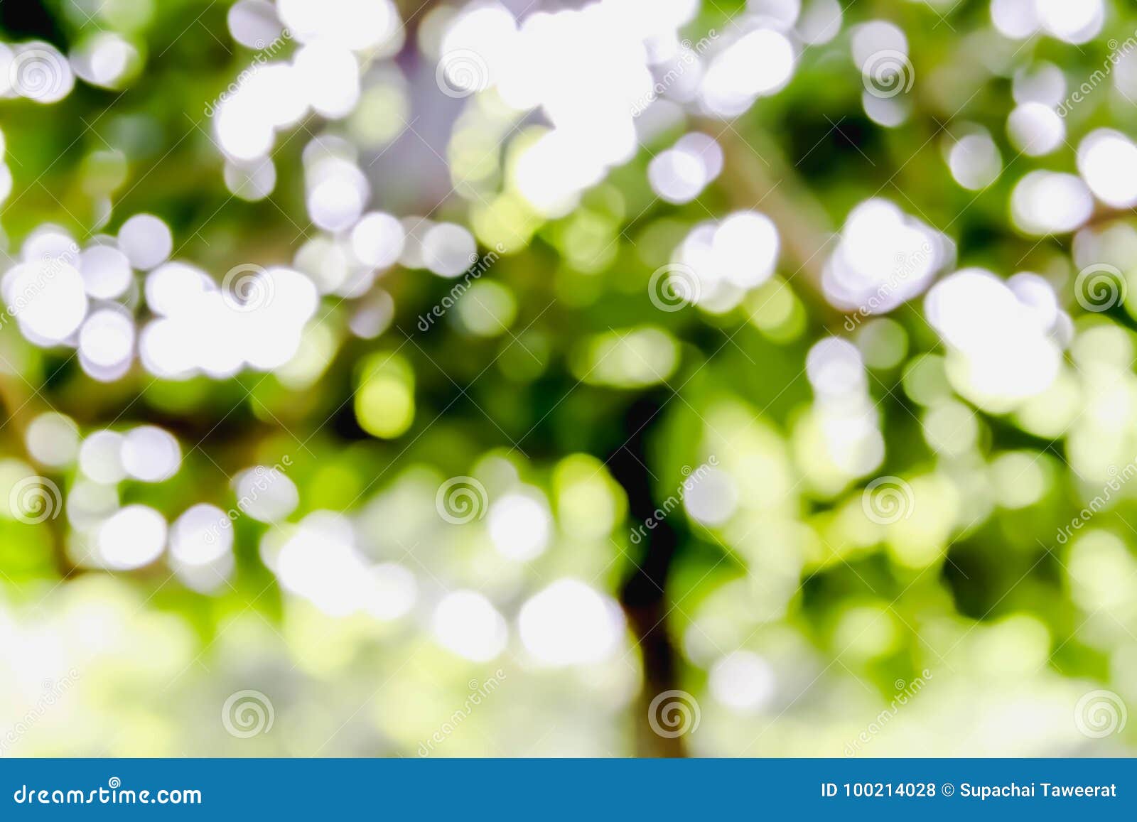 Green Bokeh Burry Background Stock Photo - Image of bokeh, leaf: 100214028