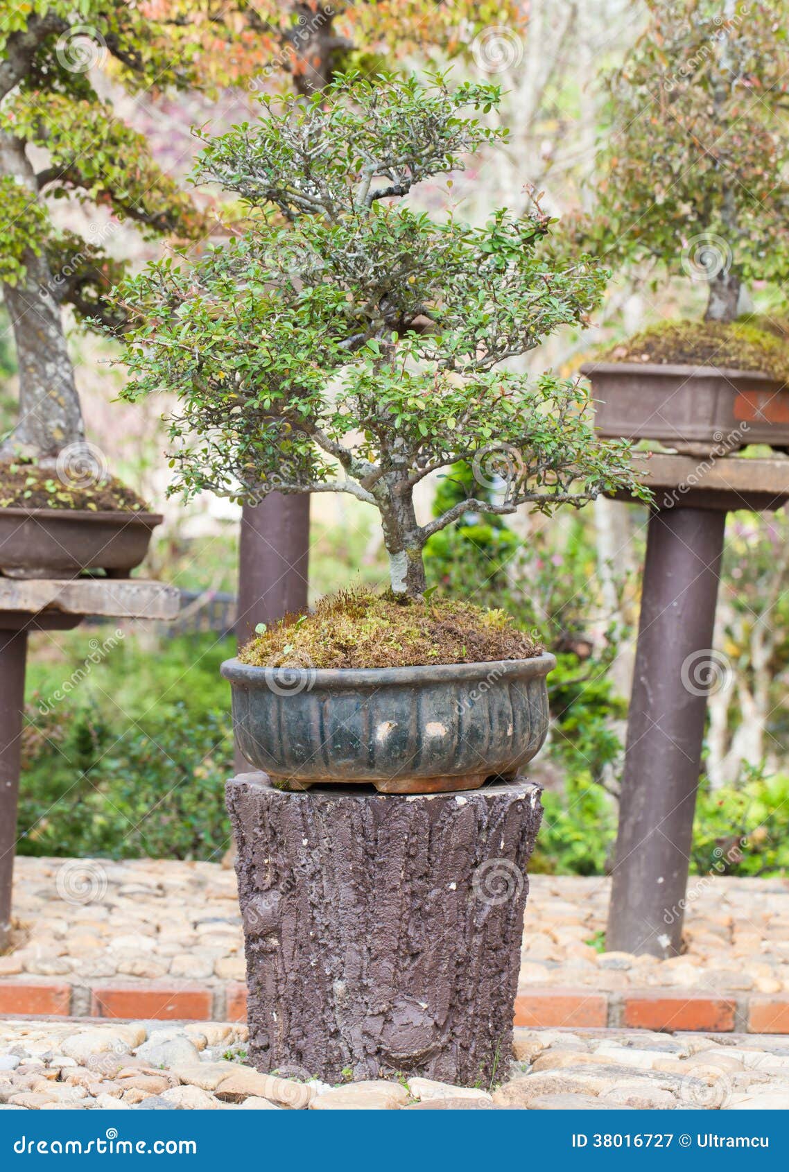 The Green Bonsai Tree in a Pot Stock Image - Image of conifer, tree ...