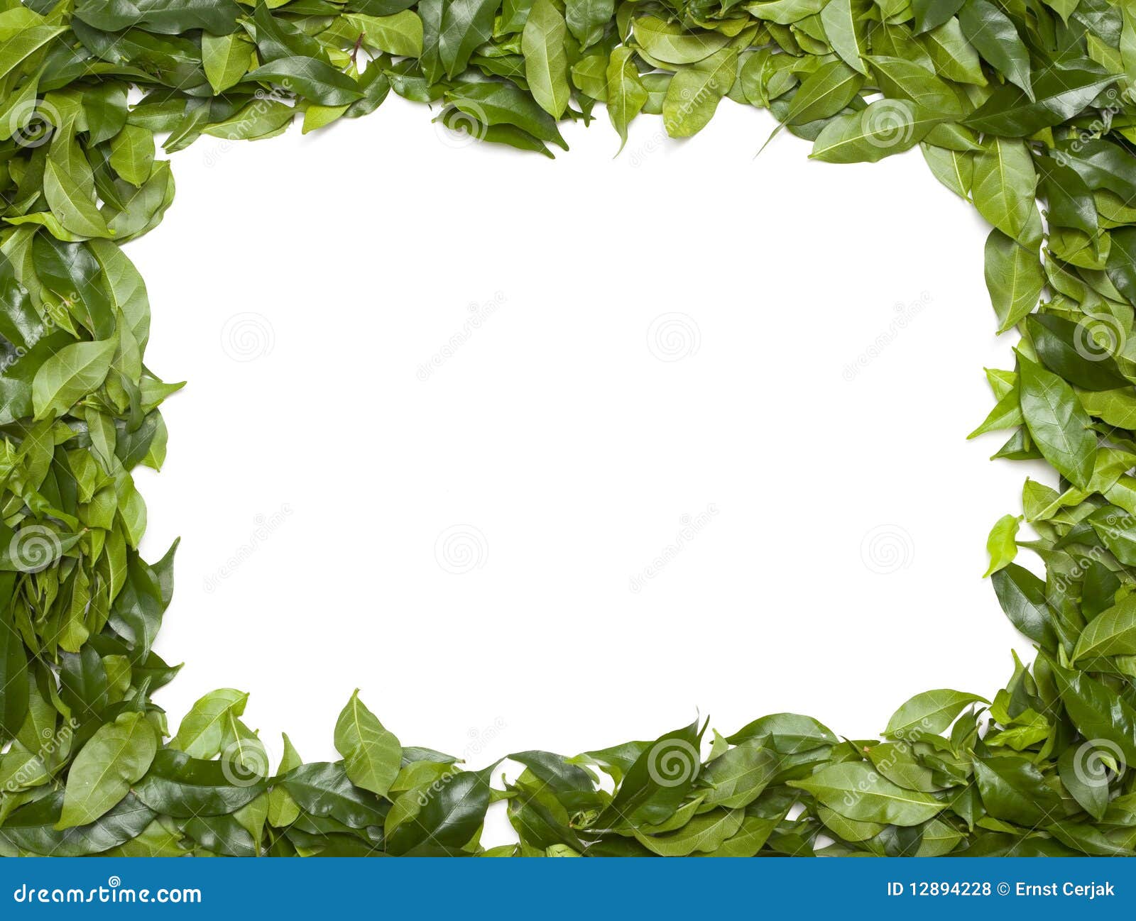 Green border stock photo. Image of foliage, closeup, ecology - 12894228