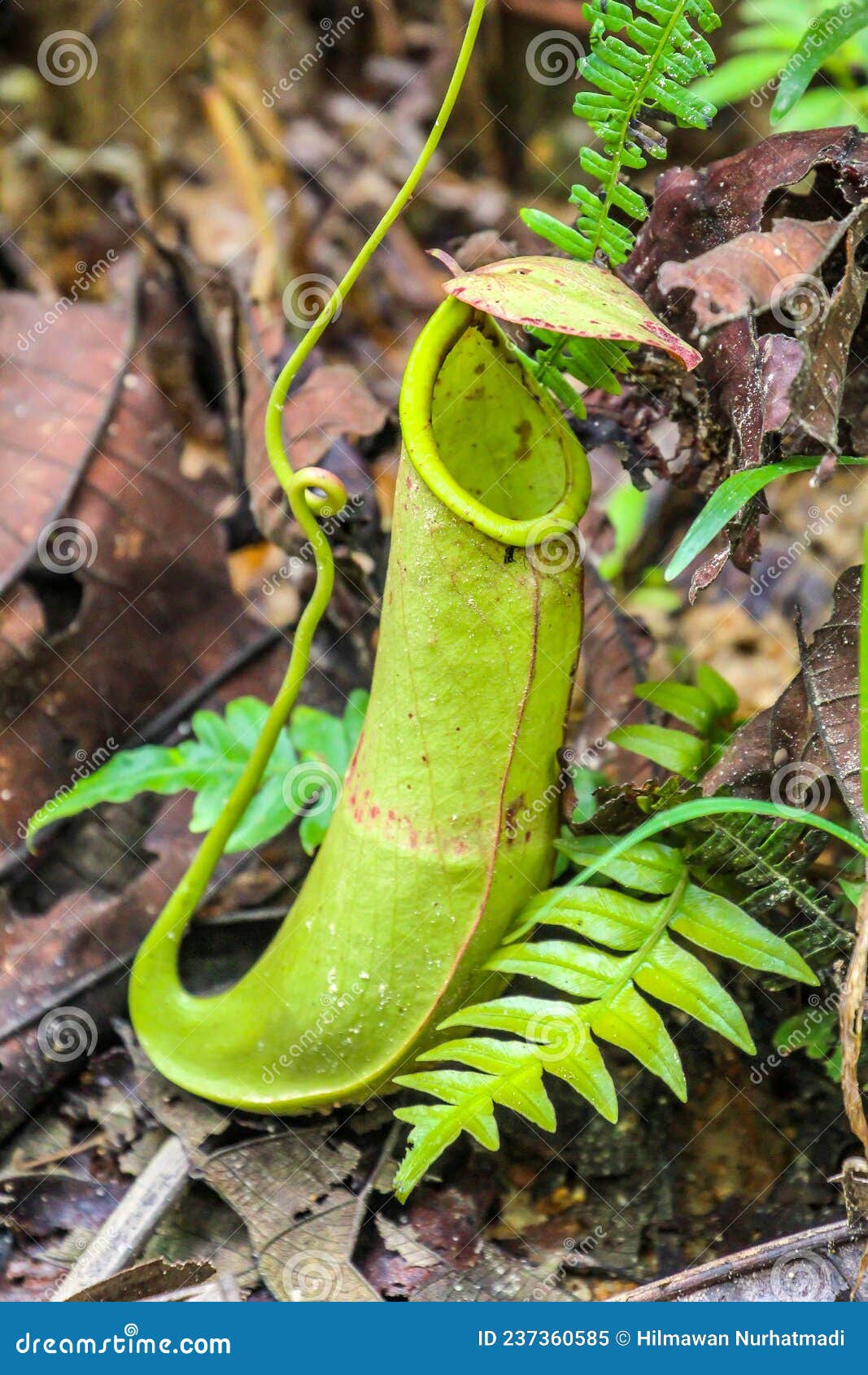 Nepenthes Mirabilis Nepenthes Parasitic Plant Outdoor Royalty-Free ...