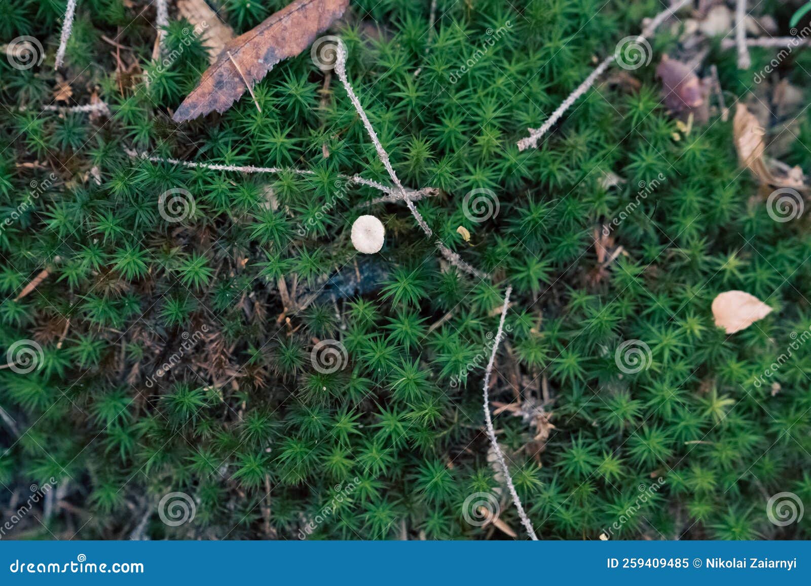 Green Botanical Forest Background Stock Image - Image of leaf, abstract ...