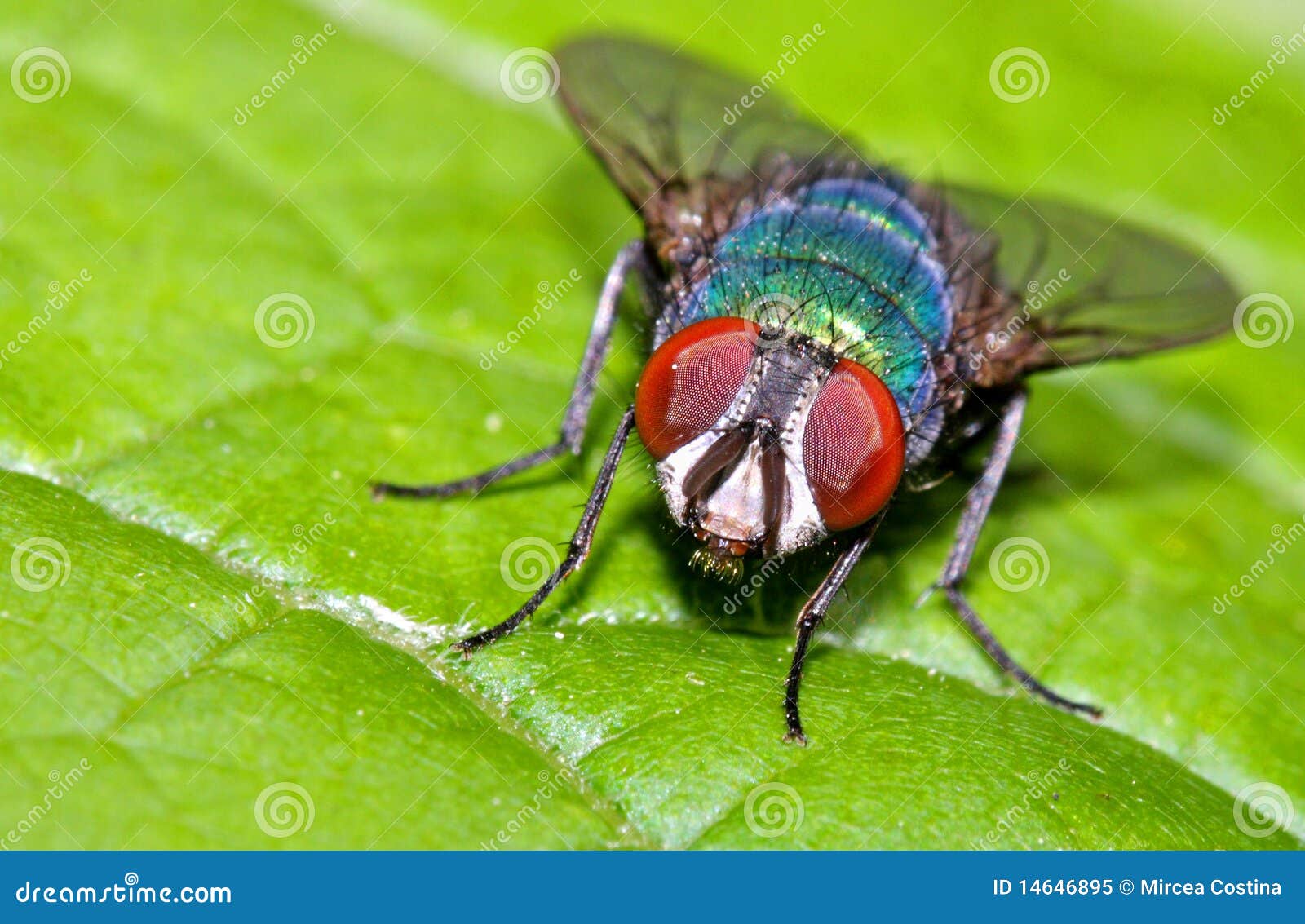 Green bottle fly stock image. Image of blue, disgust - 14646895