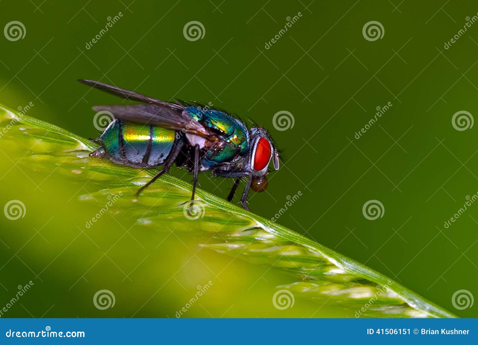 Green Bottle Fly stock image. Image of spit, phaenicia - 41506151