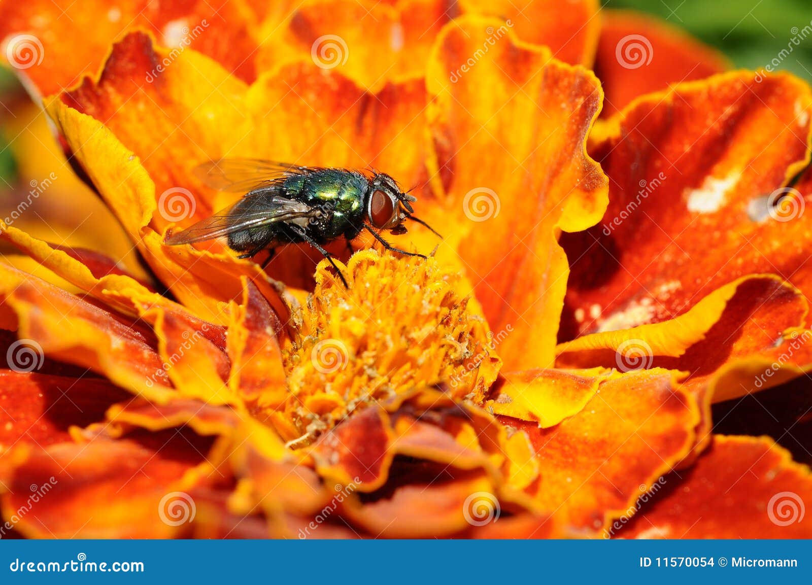 Calliphoridae Also Known As Blow Flies, Blow-flies, Carrion Flies ...