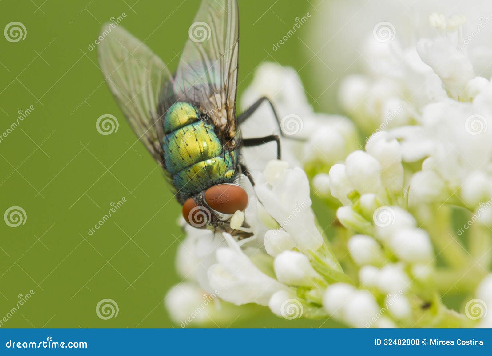 Green bottle fly stock photo. Image of insect, mirceaxantenna - 32402808