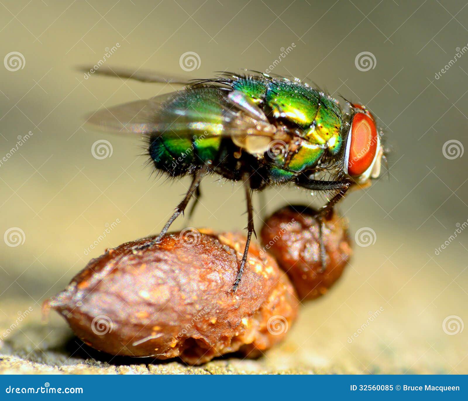 Green Bottle Fly stock image. Image of wildlife, green - 32560085