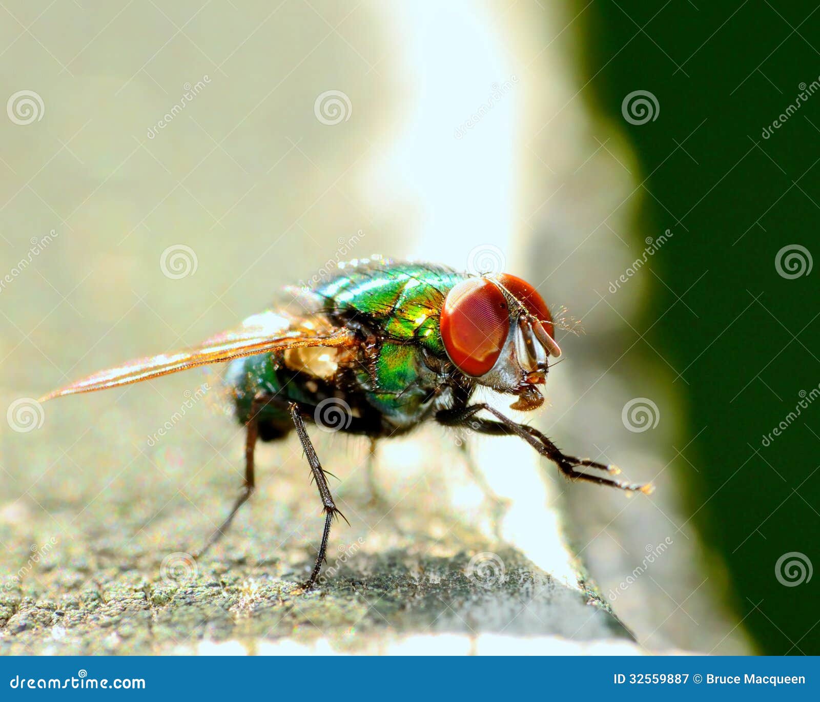 Green Bottle Fly stock image. Image of wild, bottle, disease - 32559887