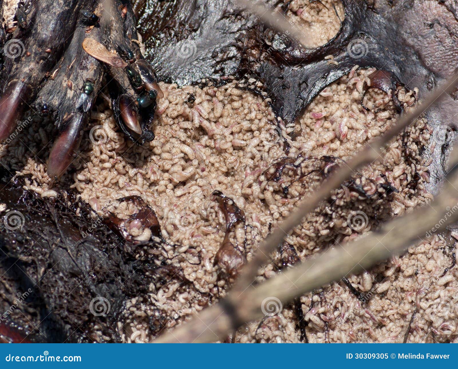 Maggots stock image. Image of larvae, corpse, carcass - 30309305