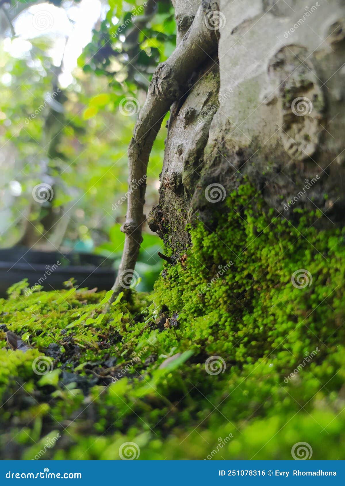 Green Bottom stock photo. Image of garden, grass, deciduous - 251078316