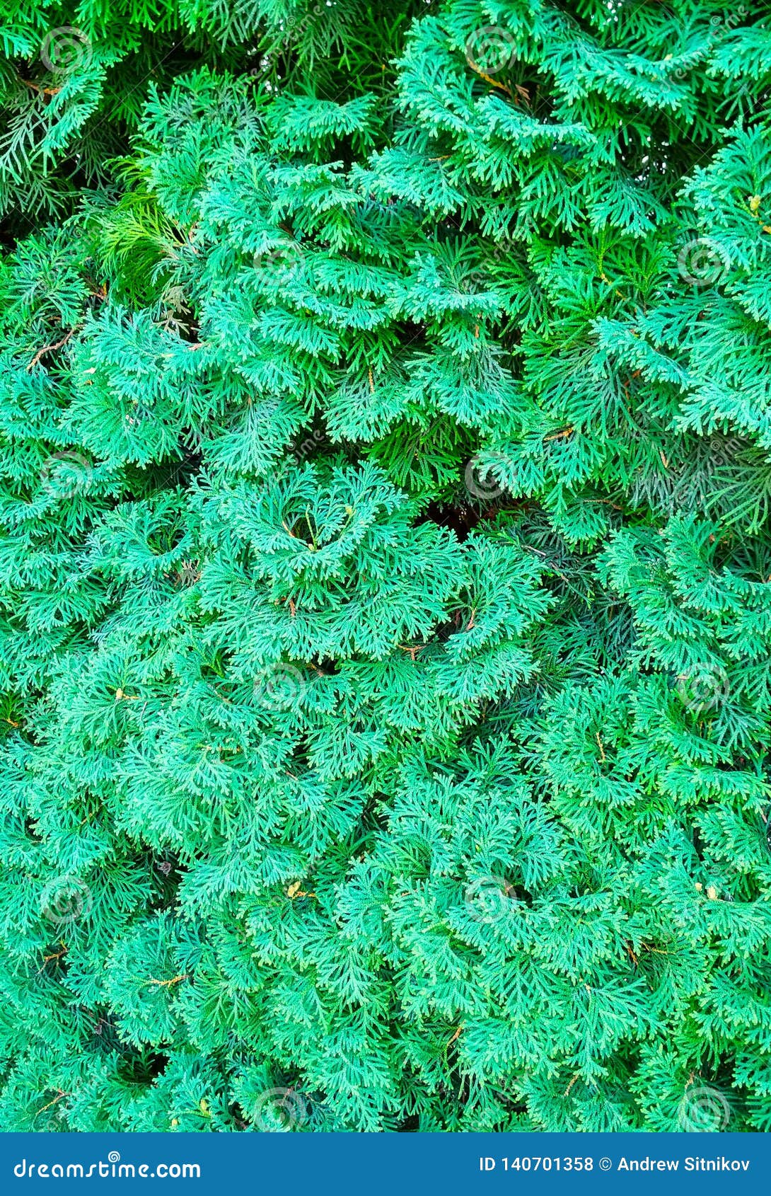 Green boughs of a conifer stock photo. Image of fresh - 140701358