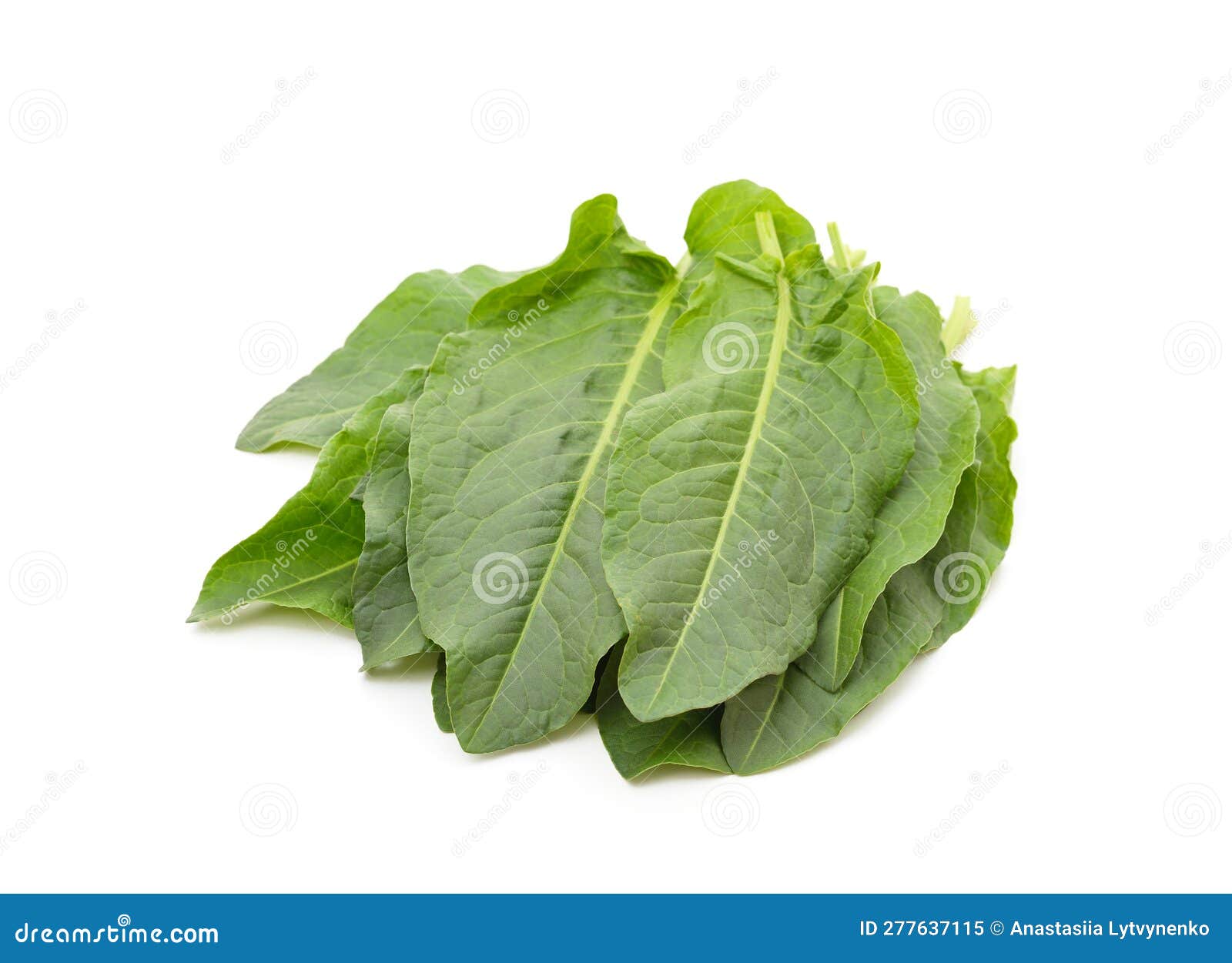 Green bouquet of sorrel stock image. Image of sorrel - 277637115
