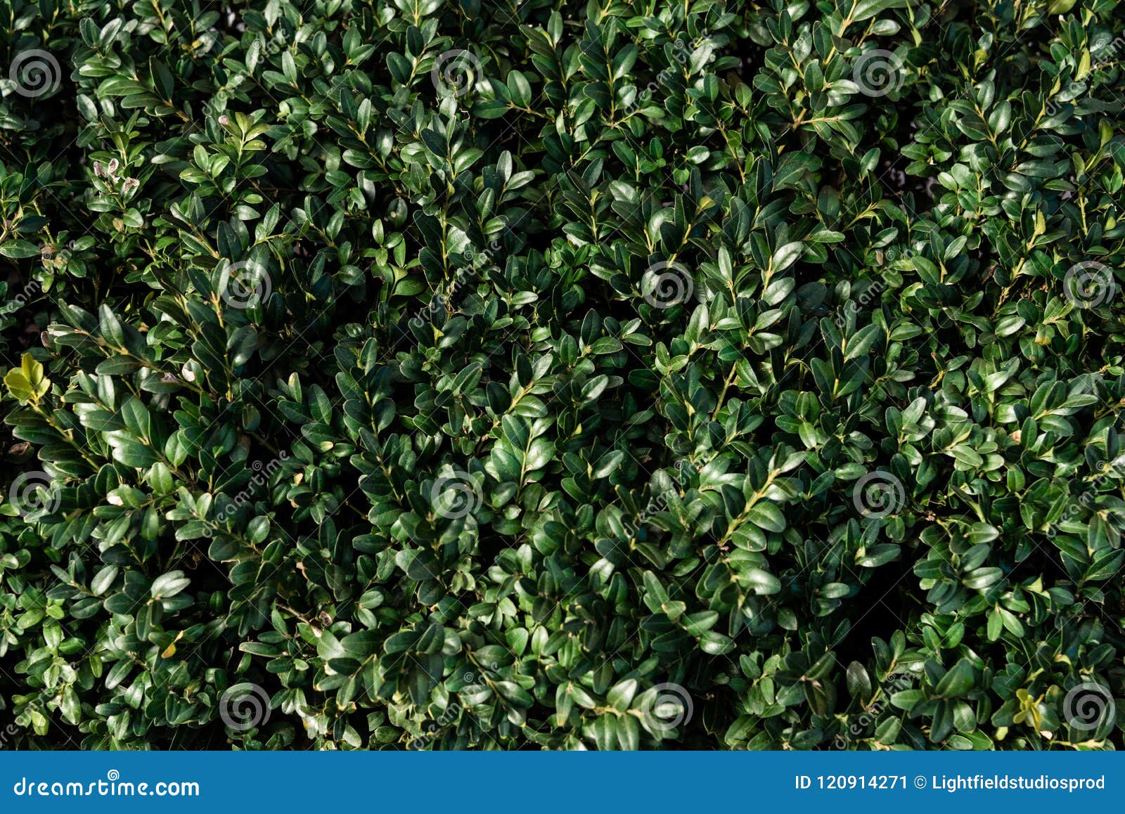 Green box plant leaves stock image. Image of freshness - 120914271