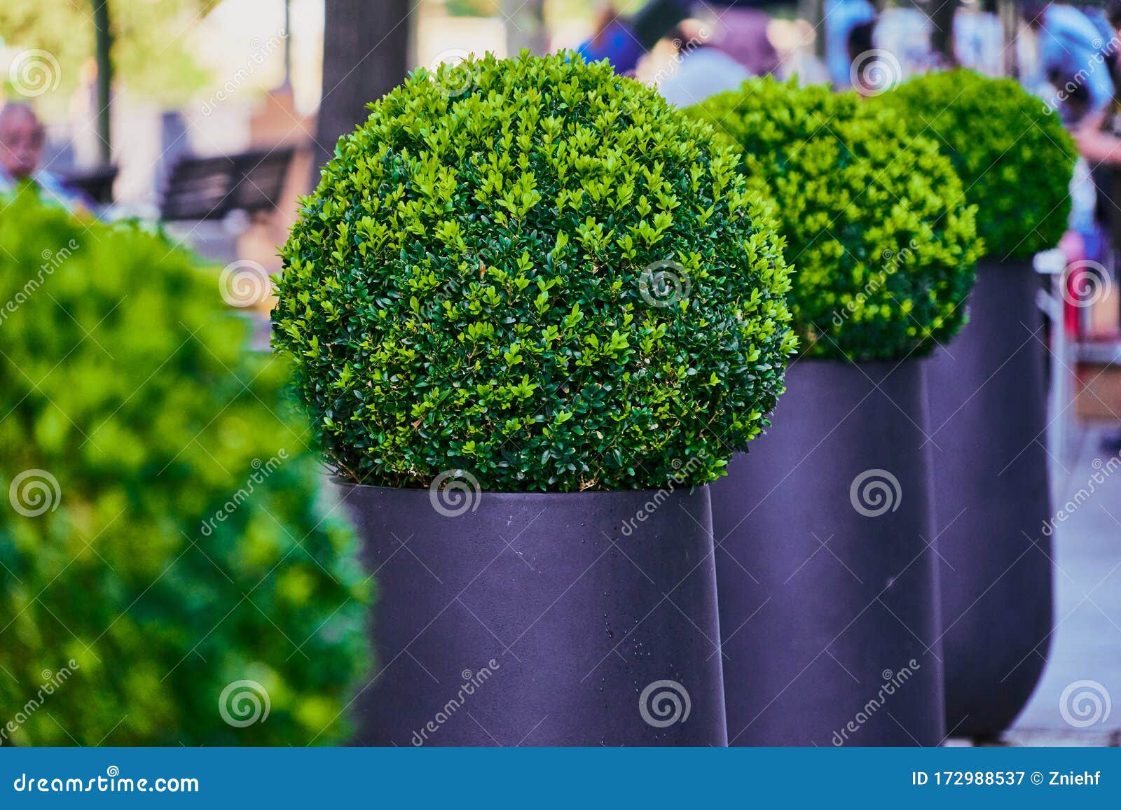 Box-tree Bushes Placed in Dark Grey Cobbles Stock Image - Image of ...