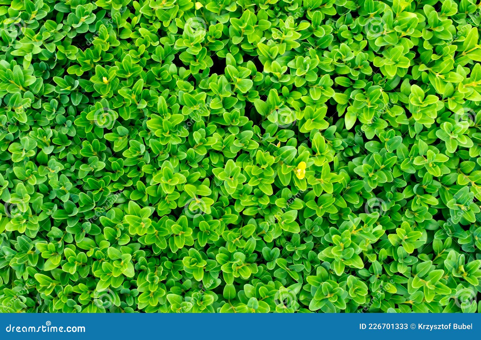 Green Boxwood Twigs with Visible Details. Background or Texture Stock ...