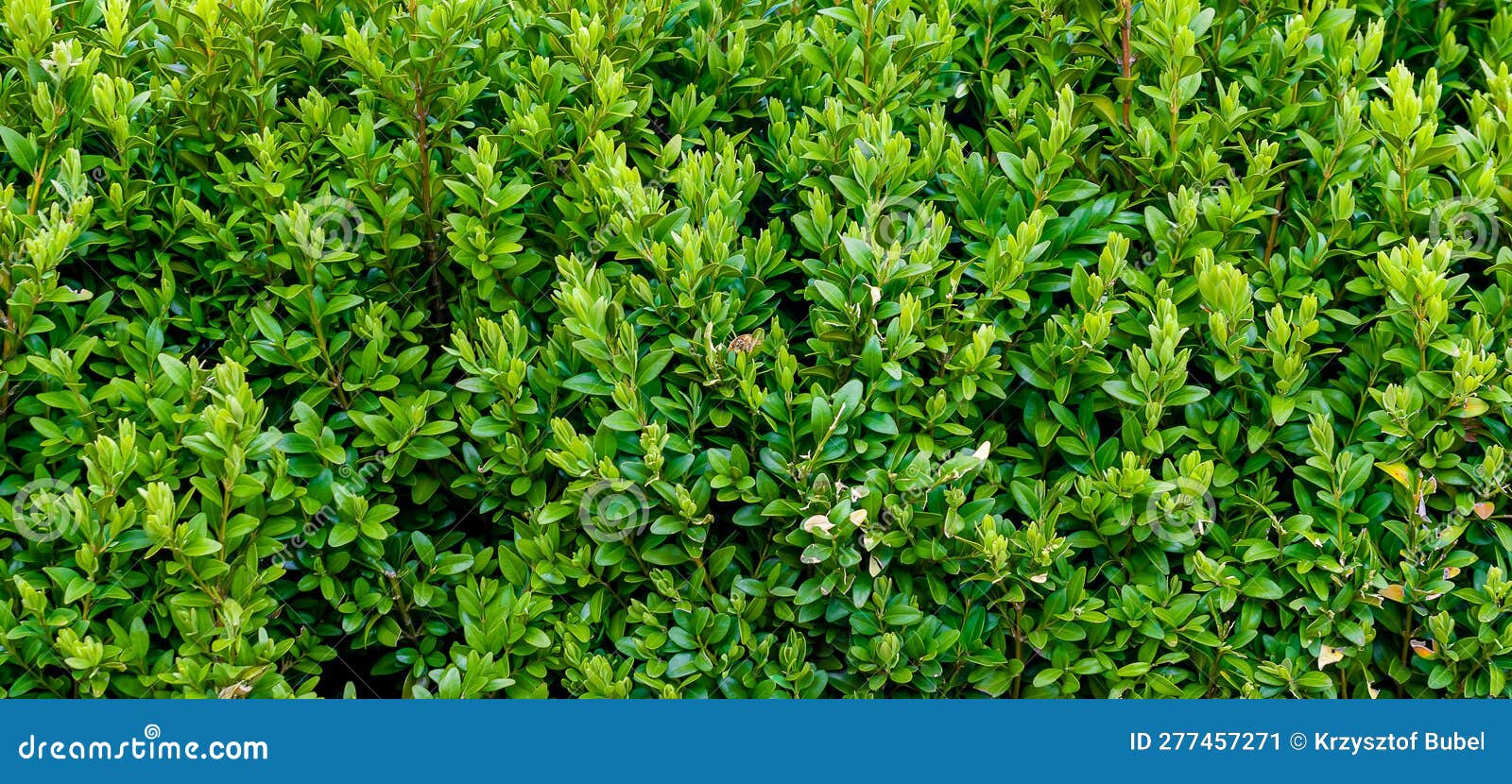 Green Boxwood Twigs with Visible Details. Background or Texture Stock ...