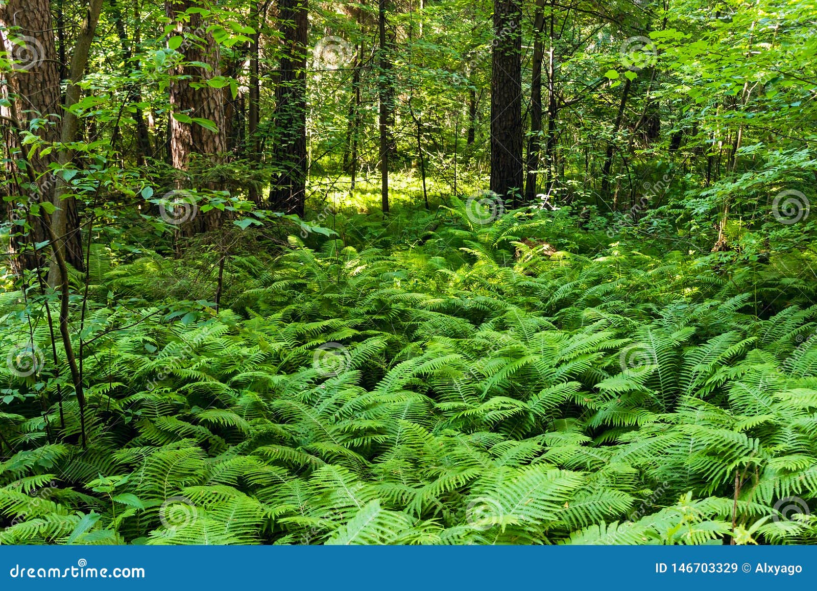 Green Bracken Bushes in the Forest on a Summer Day Stock Image - Image ...
