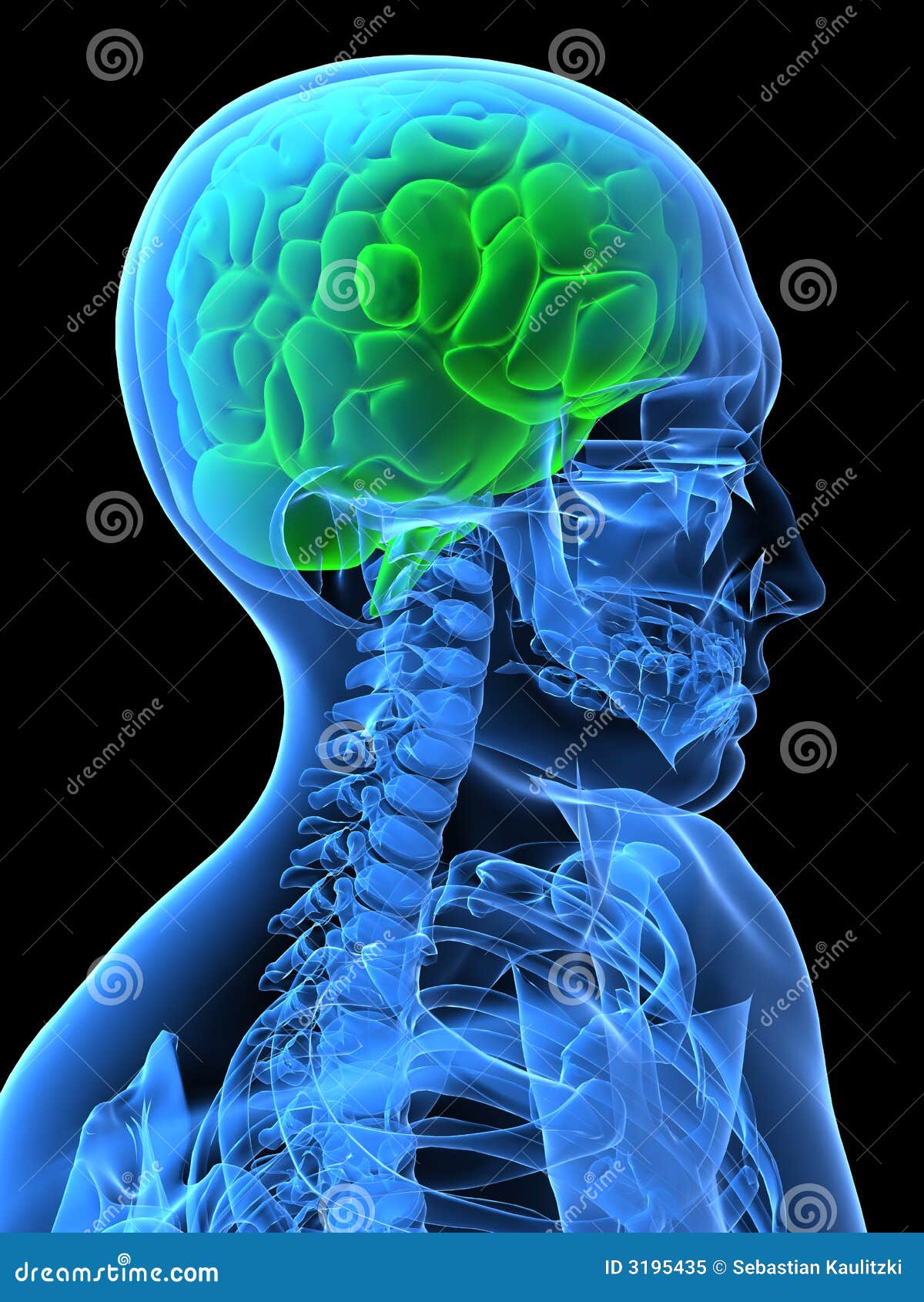 Green brain stock illustration. Illustration of model - 3195435