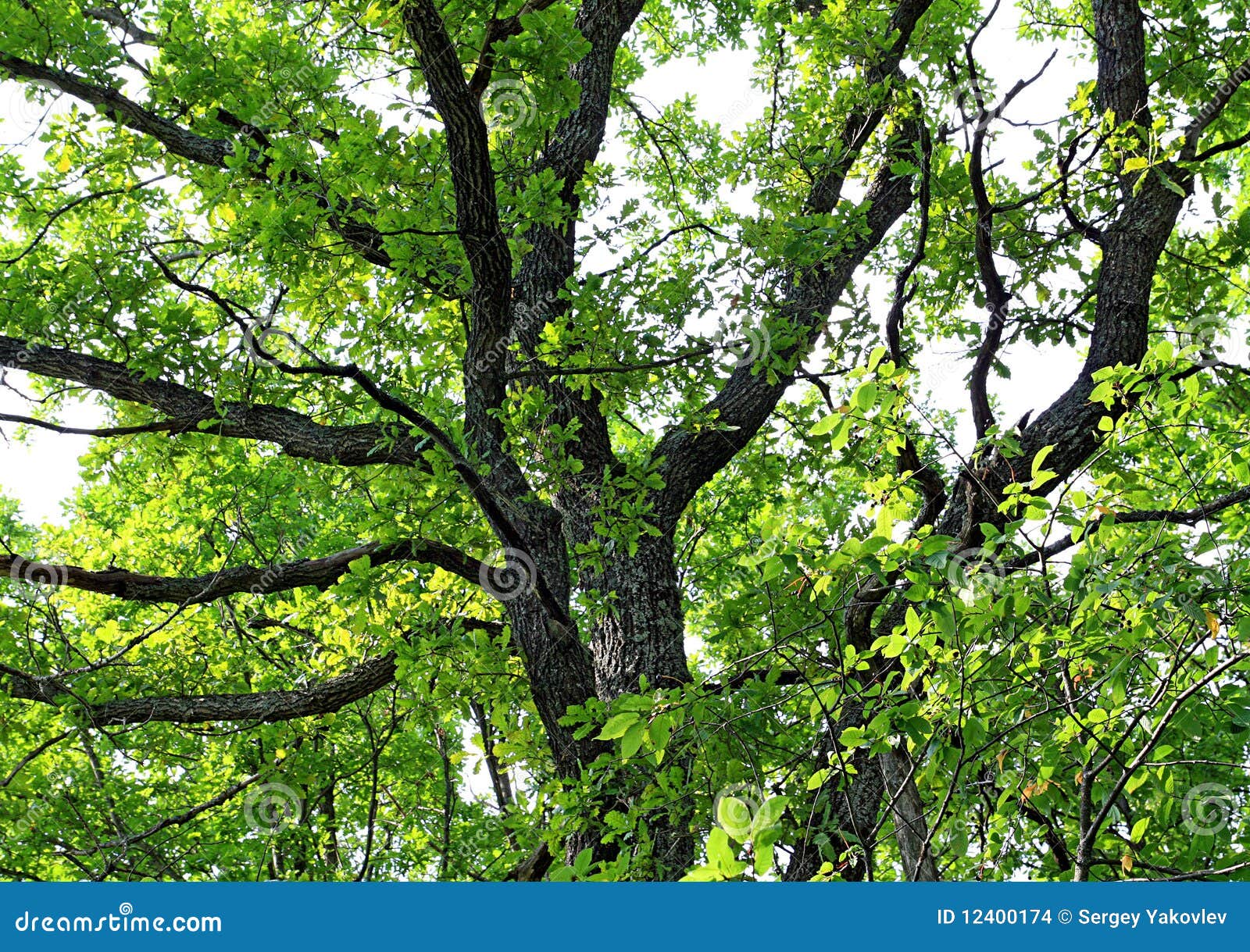 Green branch stock photo. Image of light, macro, botany - 12400174
