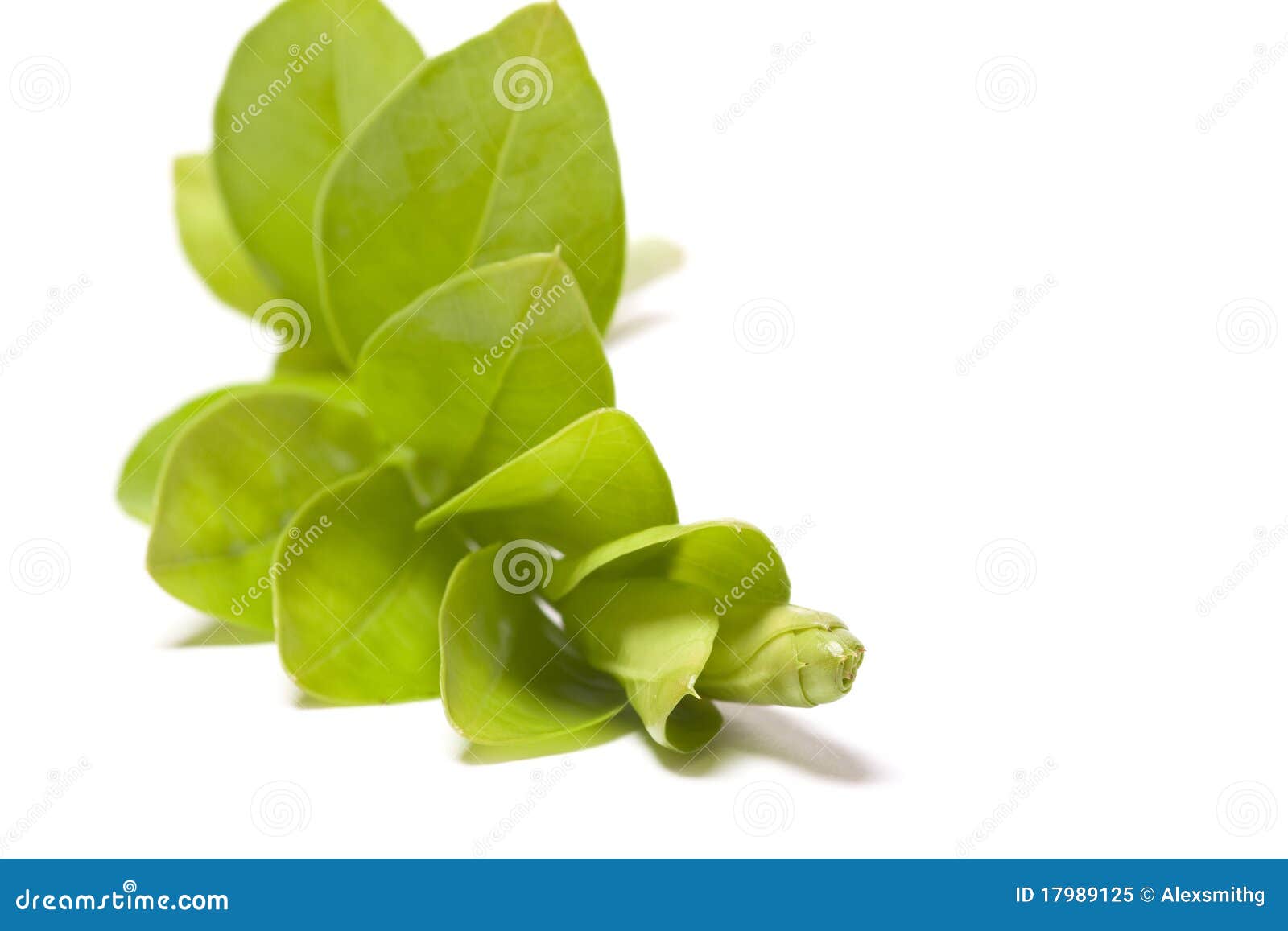Green branch stock image. Image of floral, horizontal - 17989125