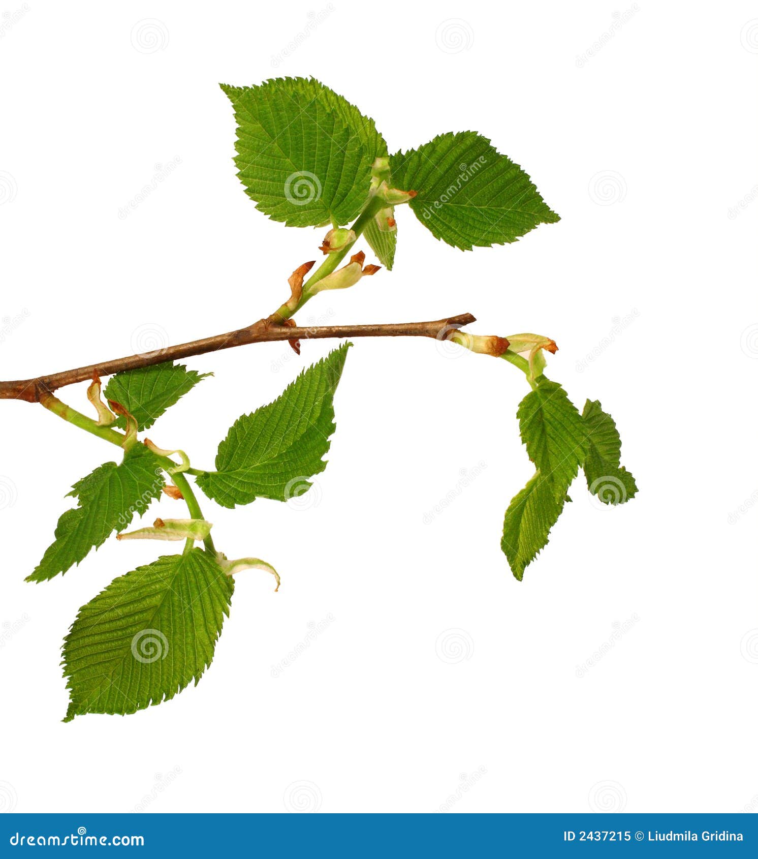 Green Hop Branch, Brown Dry Hop And Viburnum On Cracked Wood Royalty ...