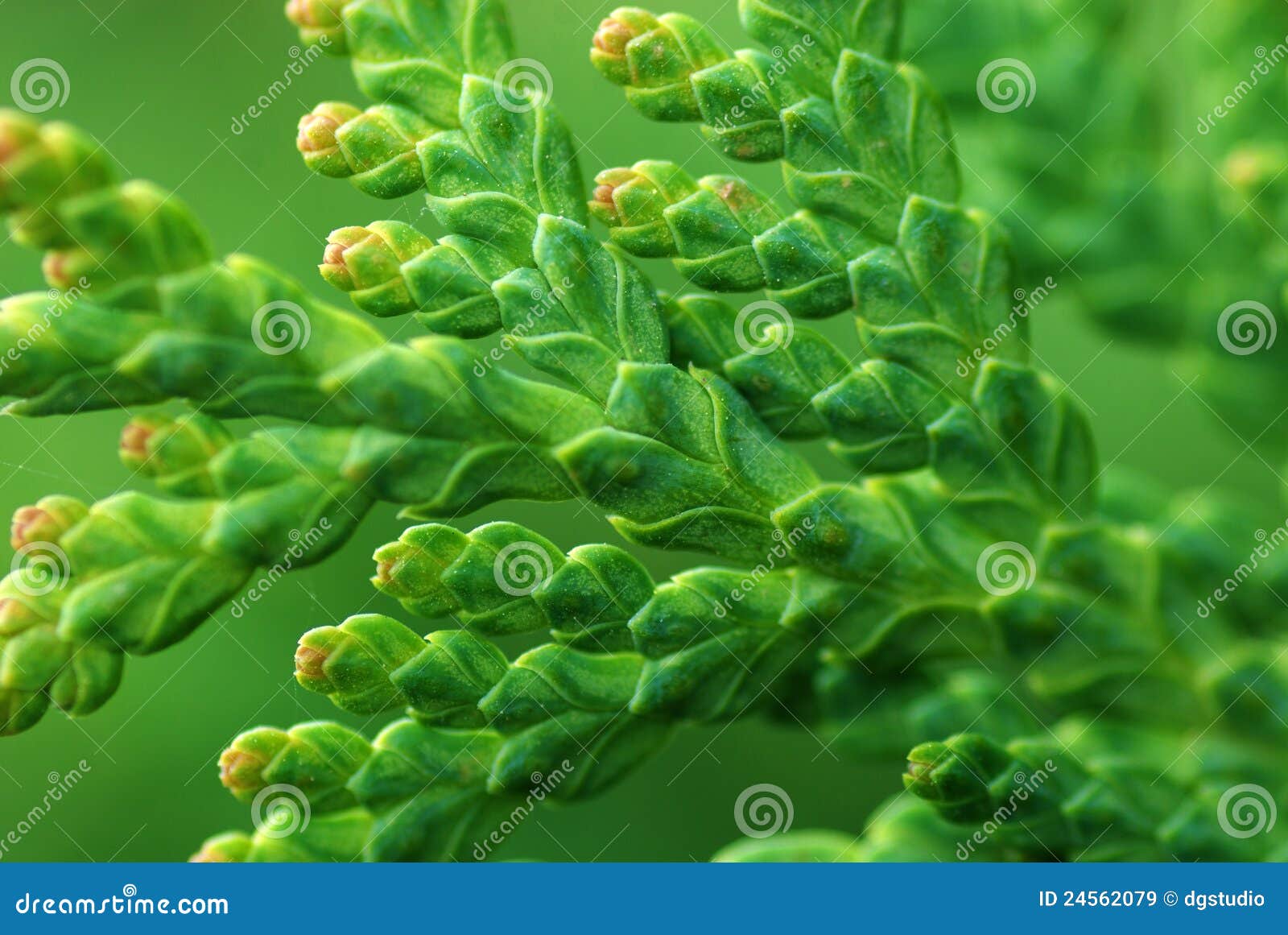 Green branch stock image. Image of floral, beautiful - 24562079