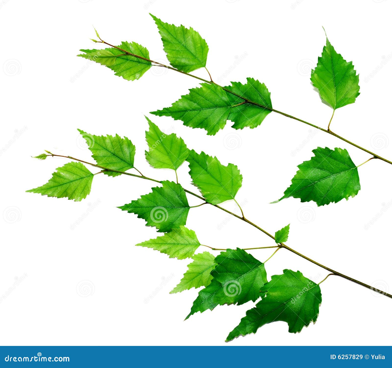 Green branch stock image. Image of ecological, texture - 6257829