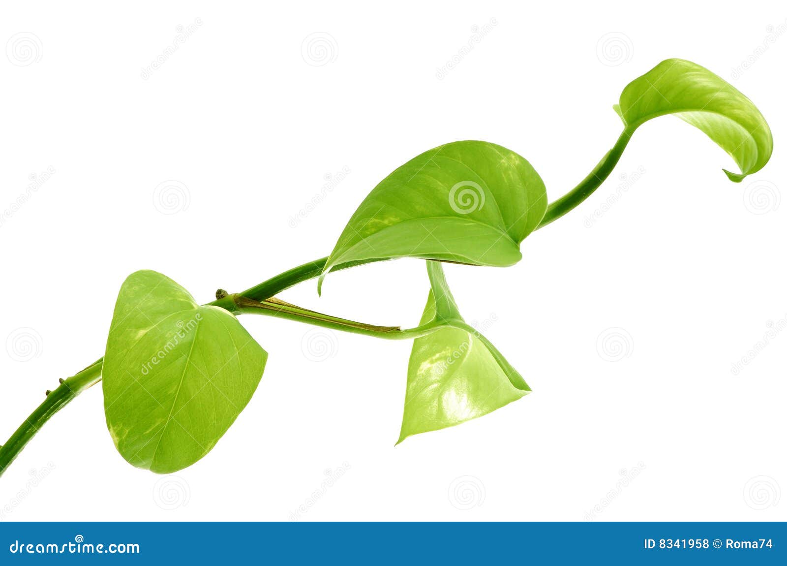 Green Hop Branch, Brown Dry Hop And Viburnum On Cracked Wood Royalty ...