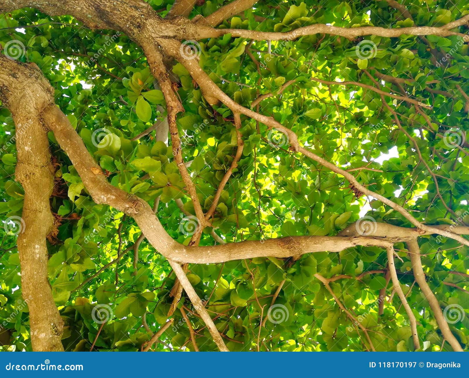 Branch of big tree stock image. Image of branch, plant - 118170197