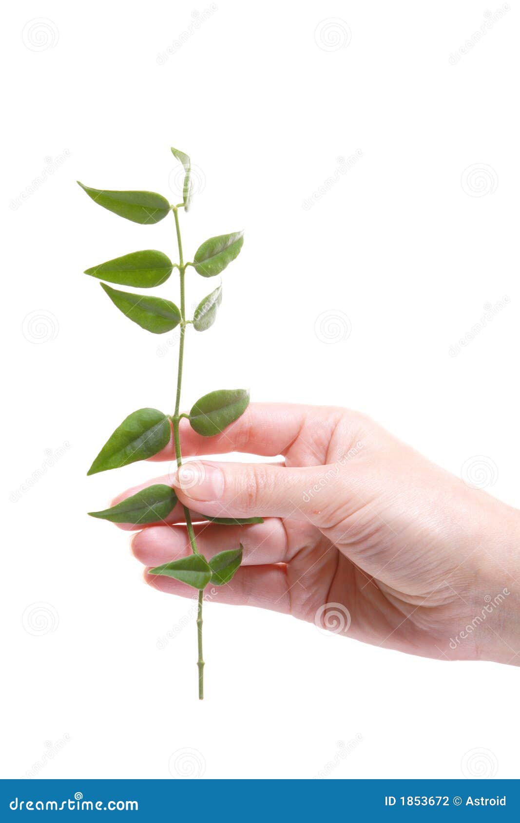 Green Branch in Hand stock photo. Image of gift, plant - 1853672