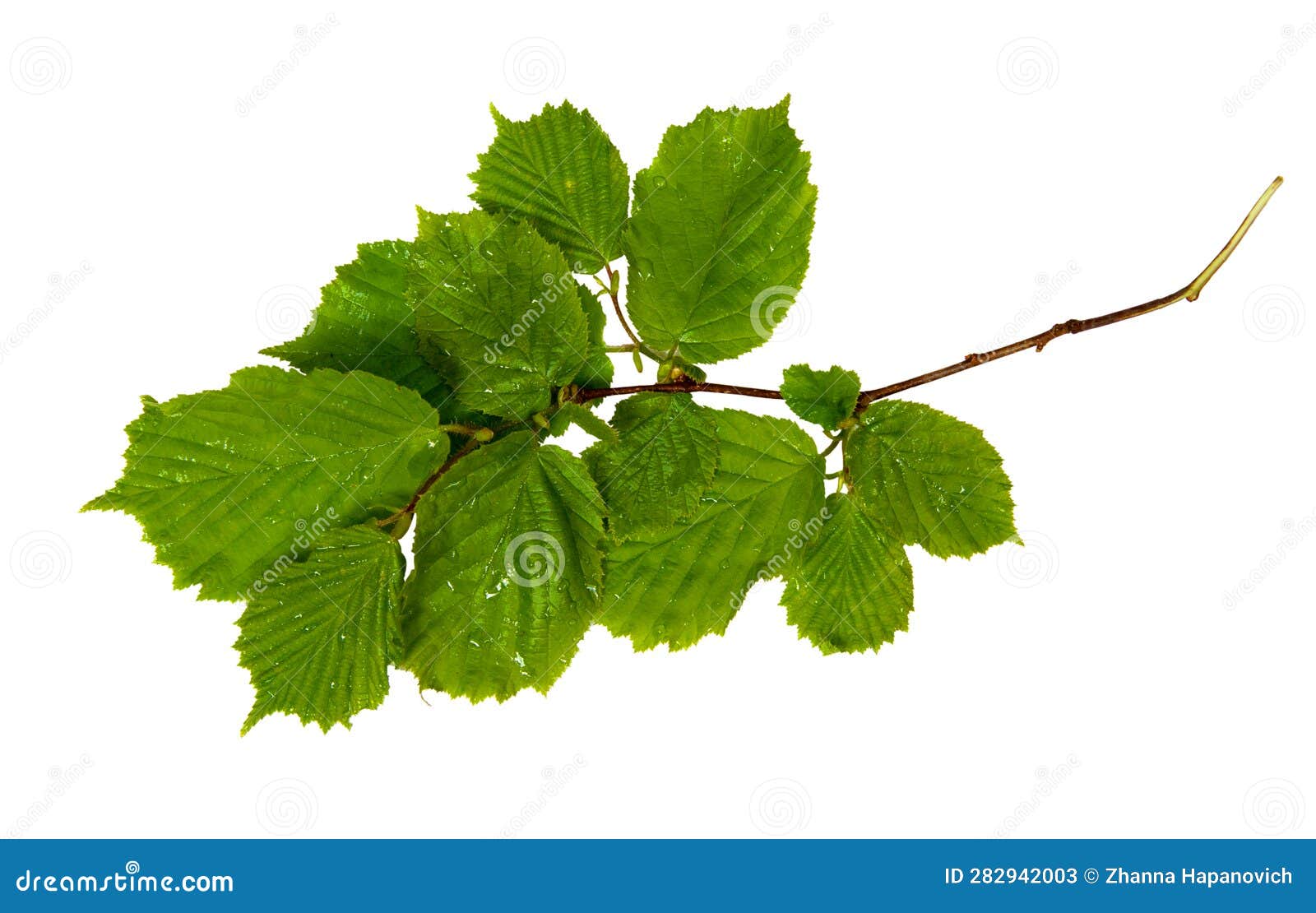 Green Branch of Hazel Isolated on White Background. Spring Tender ...