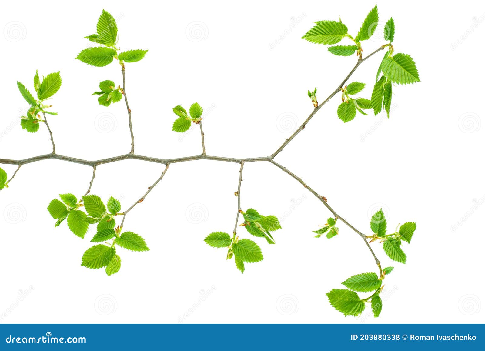 Green Branch of Hazelnut Tree Isolated on White Stock Photo - Image of ...