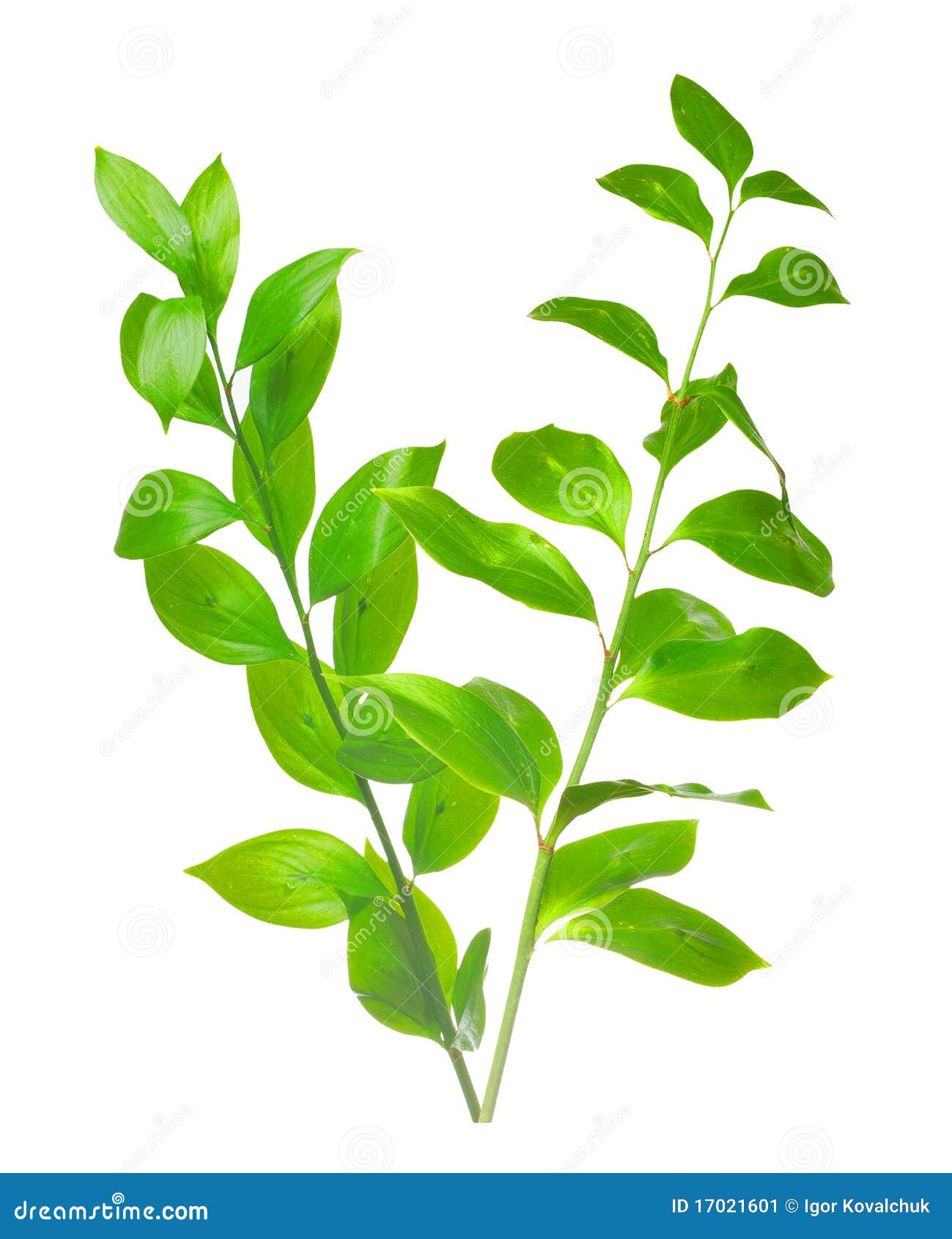 Green branch isolated stock image. Image of decorative - 17021601