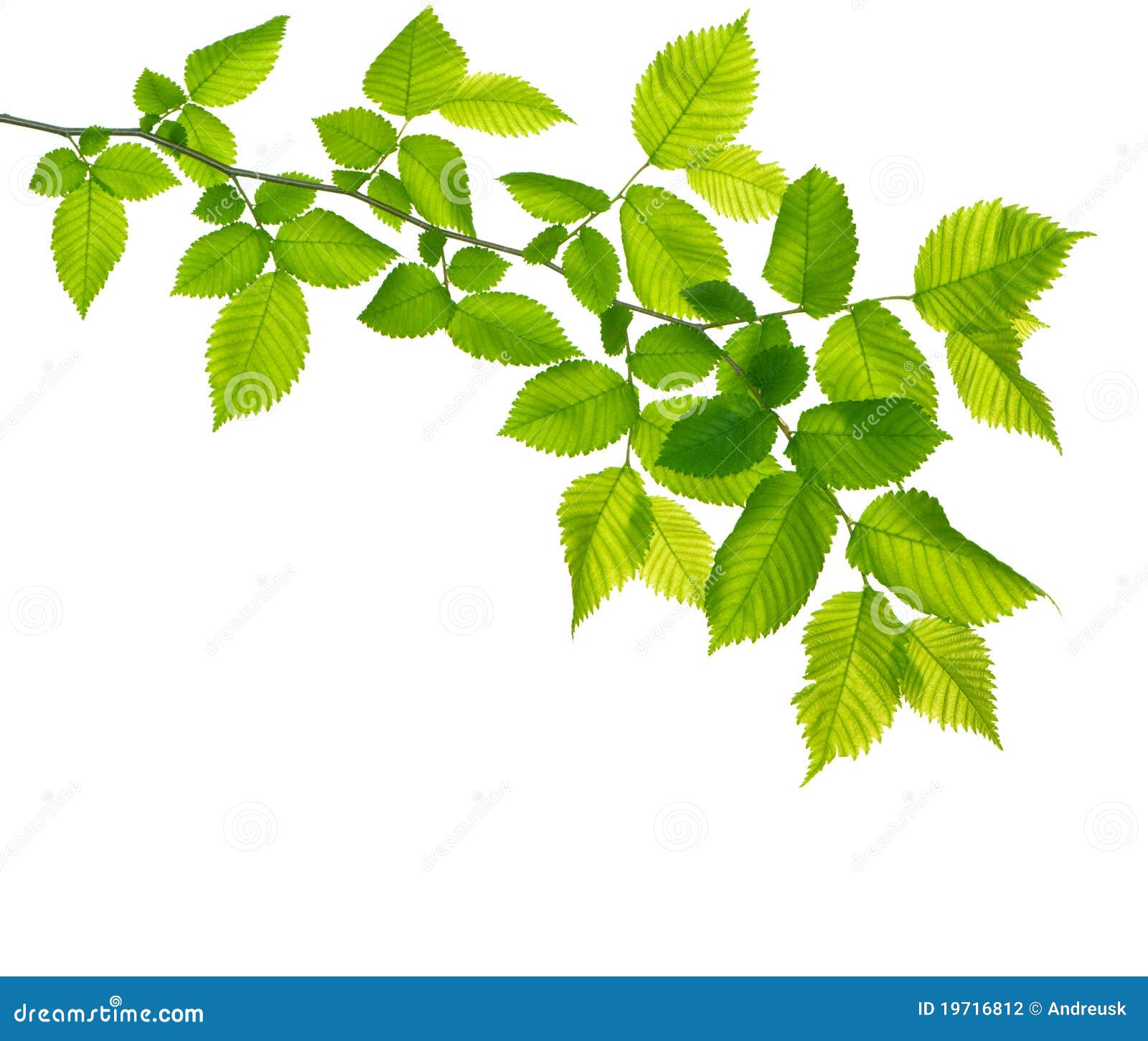 Green branch isolated stock photo. Image of nature, growth - 19716812