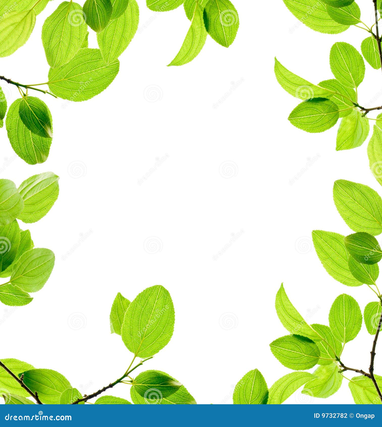 Green branch isolated stock photo. Image of branch, season - 9732782