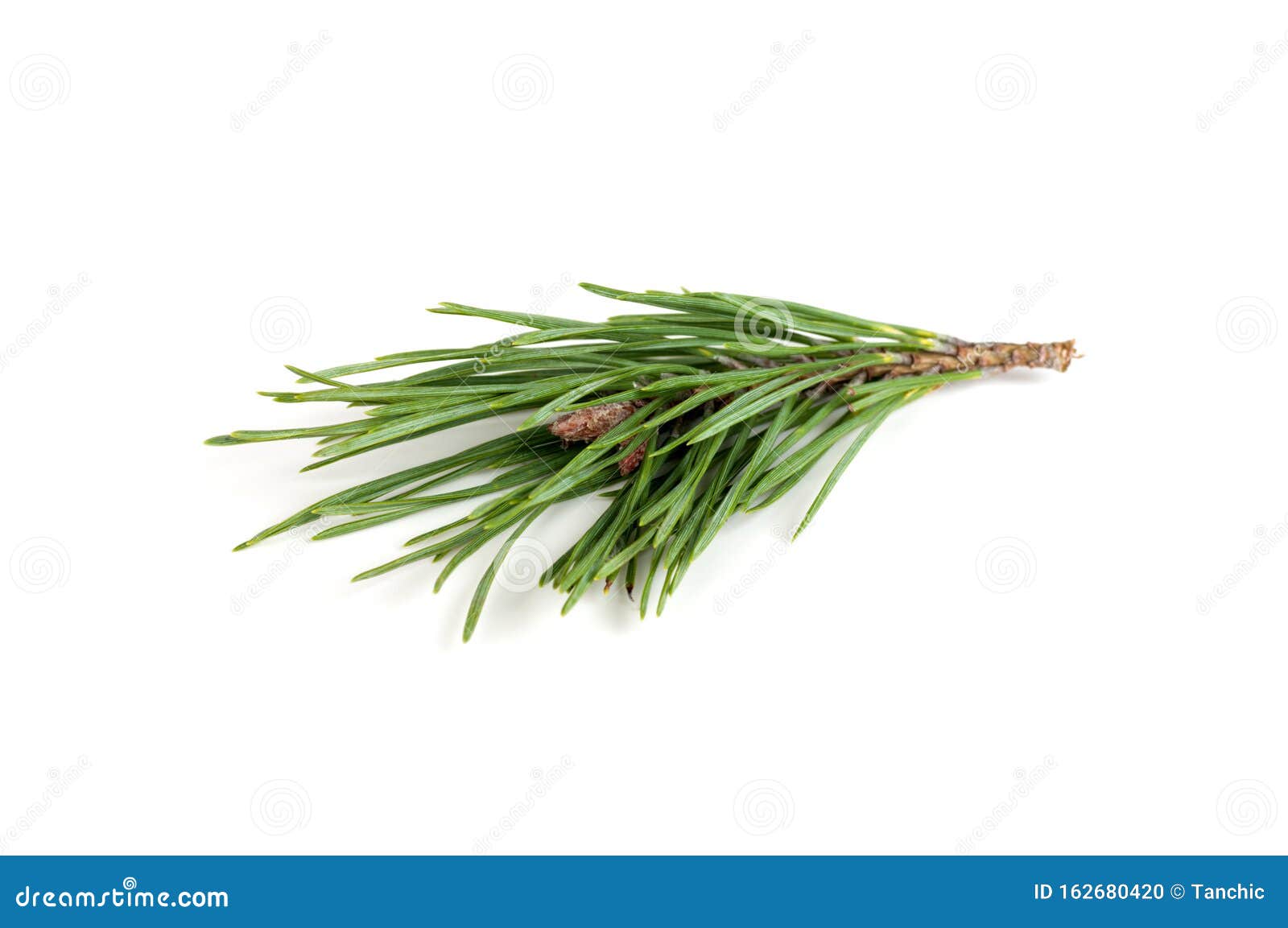 Green Branch Isolated on White Background Side View Stock Photo - Image ...