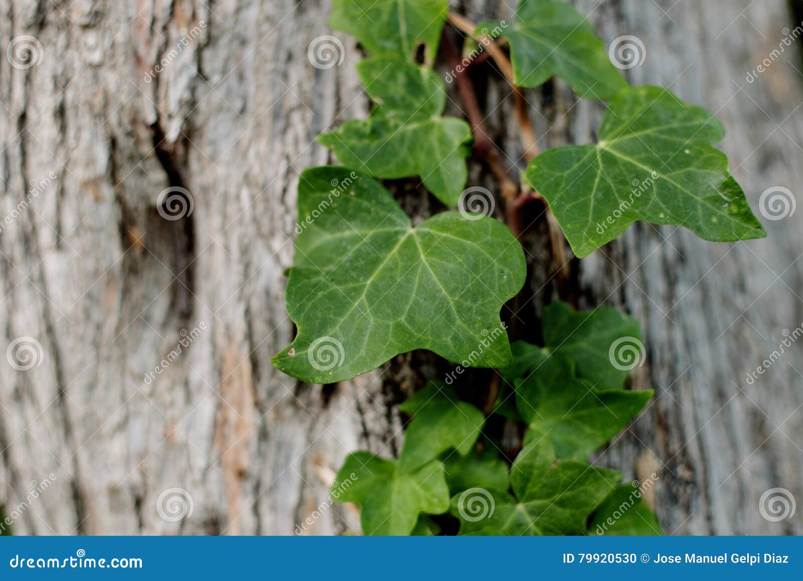 Green Branch of Ivy Growing Stock Photo - Image of bush, garden: 79920530