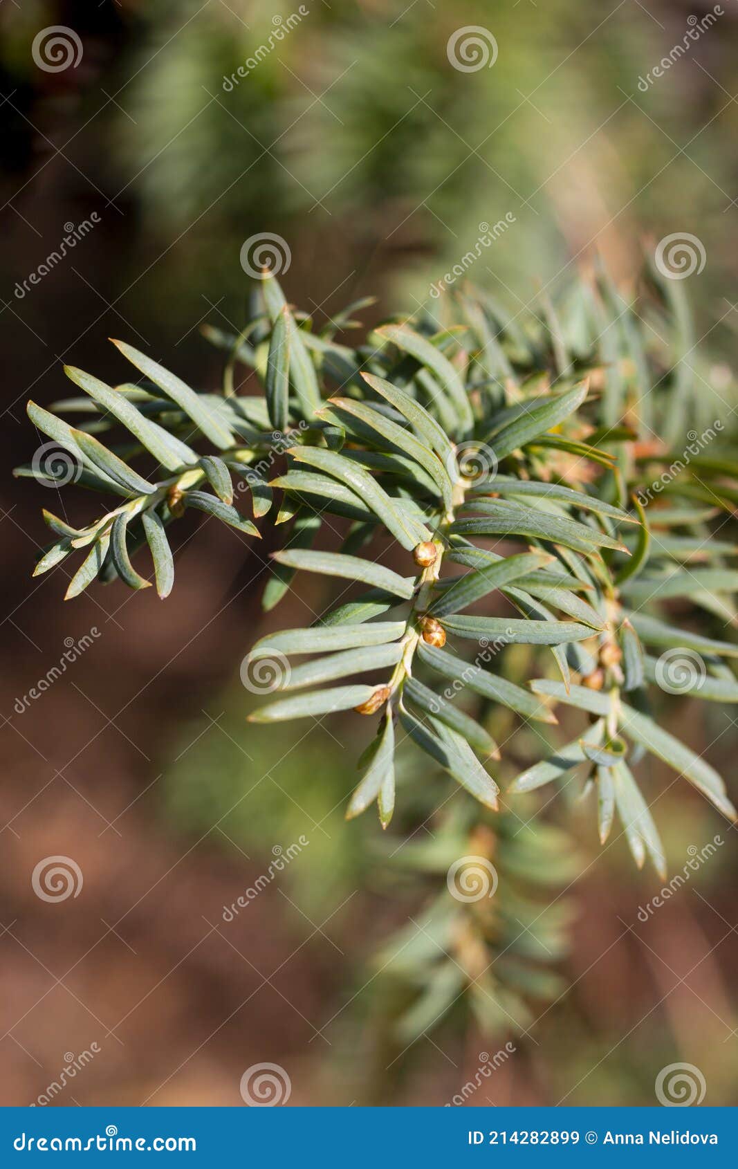 Green Branch of Juniperus Virginiana or Virginian Juniper or Eastern ...