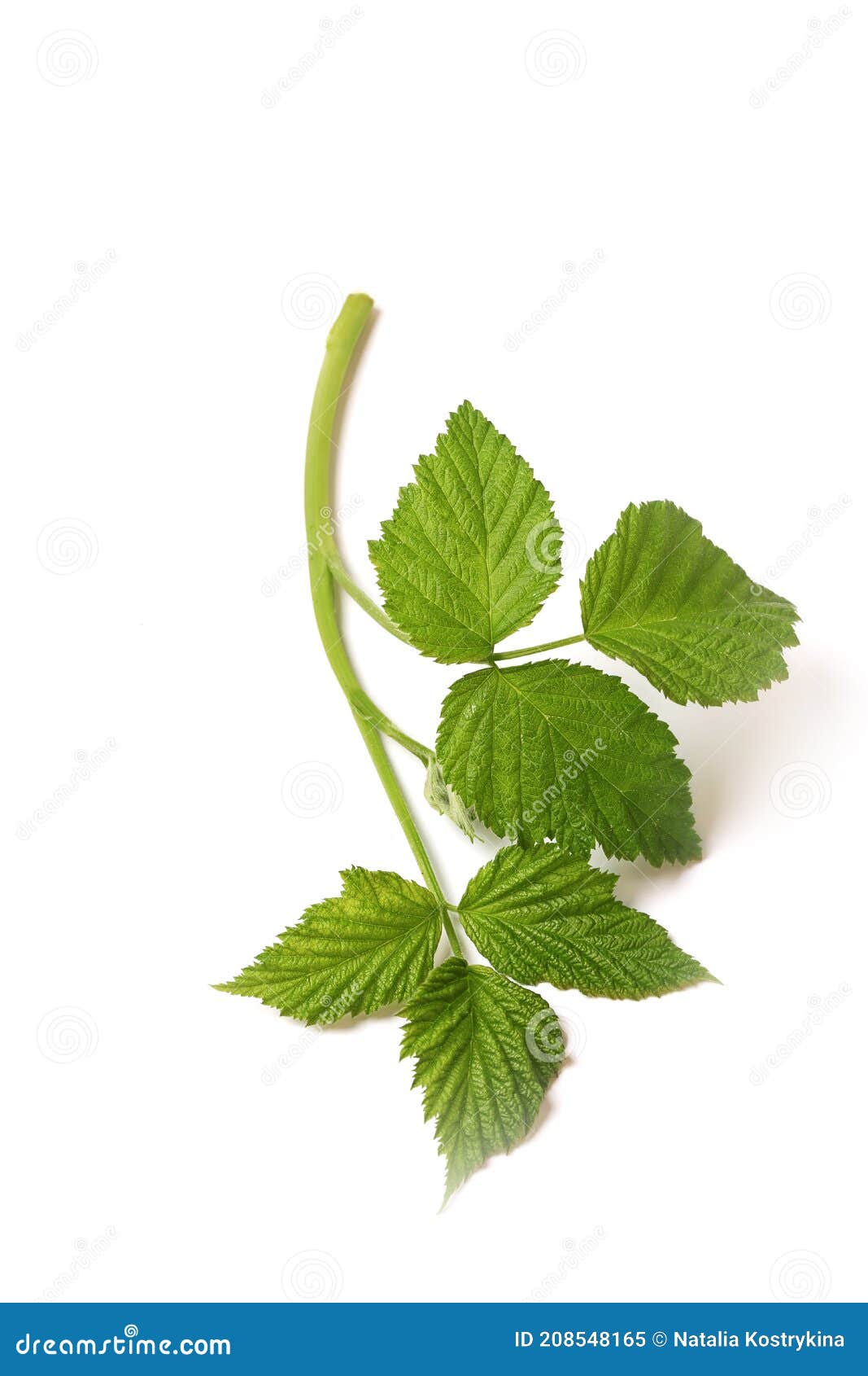 Green Branch with Leaves Isolated on White Background. Raspberry Branch ...