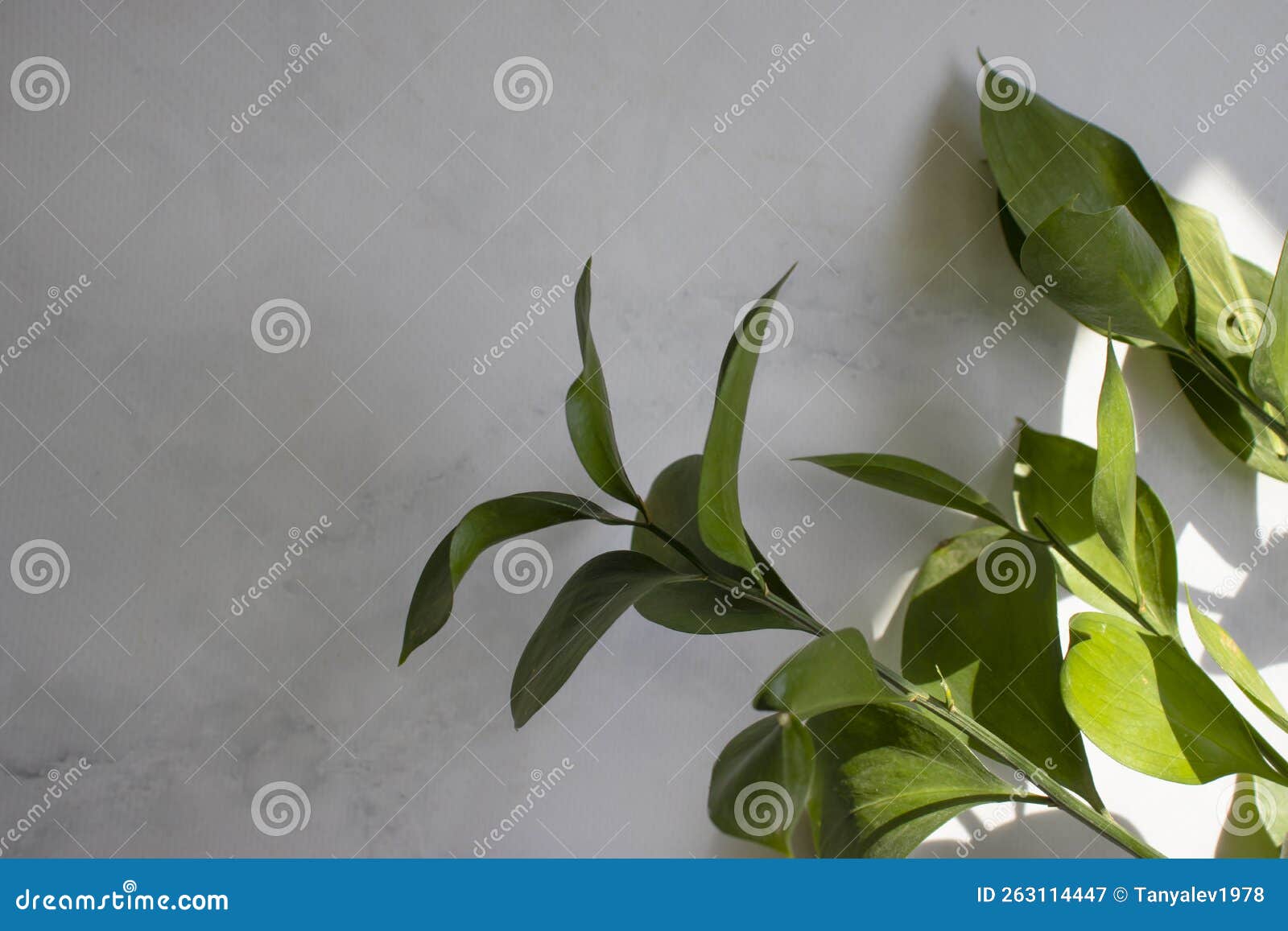 Green Branch on Light Background Environment Frame Stock Image - Image ...