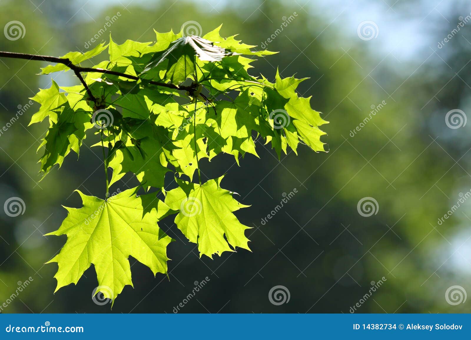 Green branch of a maple stock photo. Image of branch - 14382734