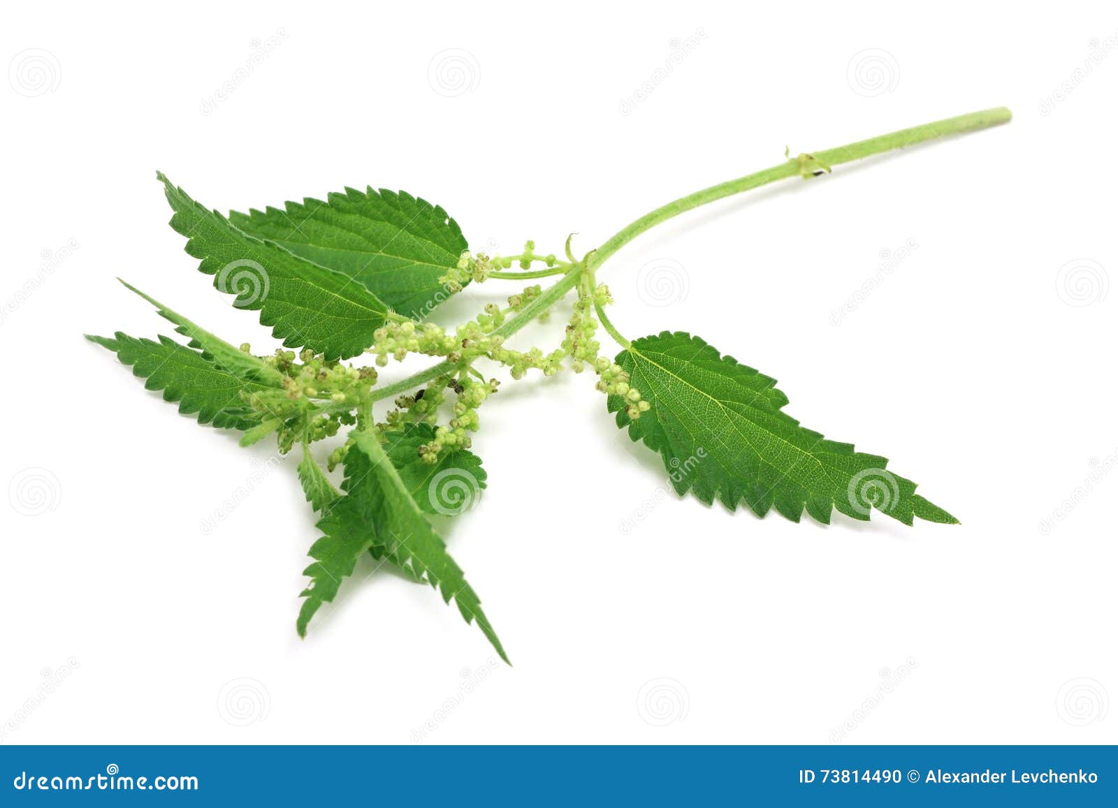 Green branch of nettle stock photo. Image of nature, pollen - 73814490